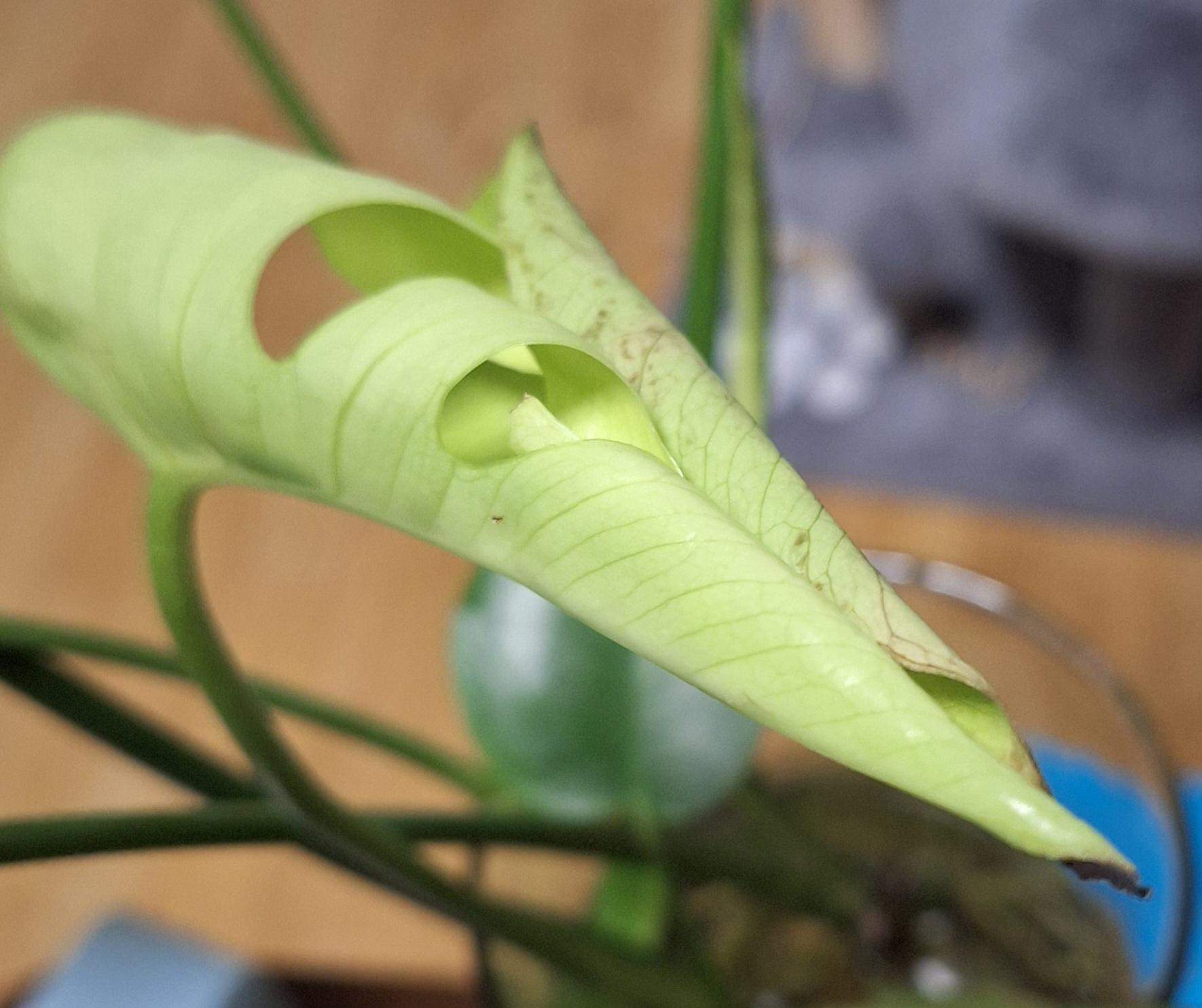 Warum sieht das neue Blatt der Monstera so aus? (Flecken ...