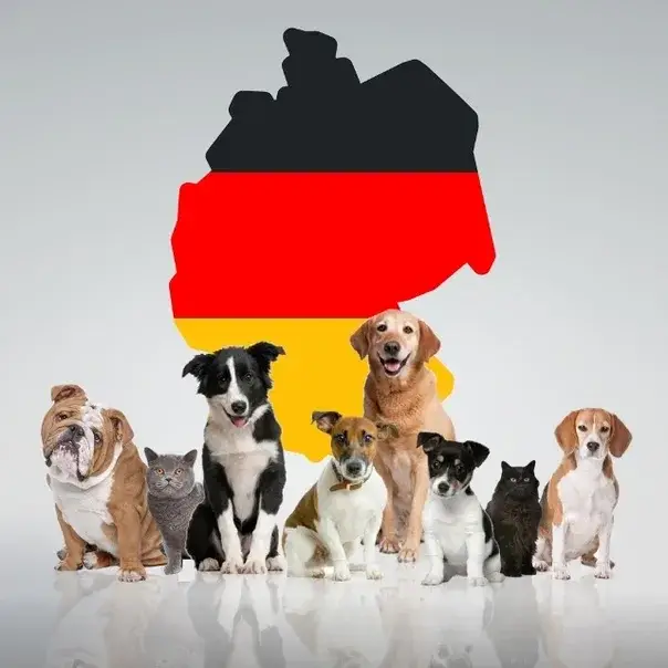 Warum sind all die Streunerhunde von den Straßen in Deutschland ...