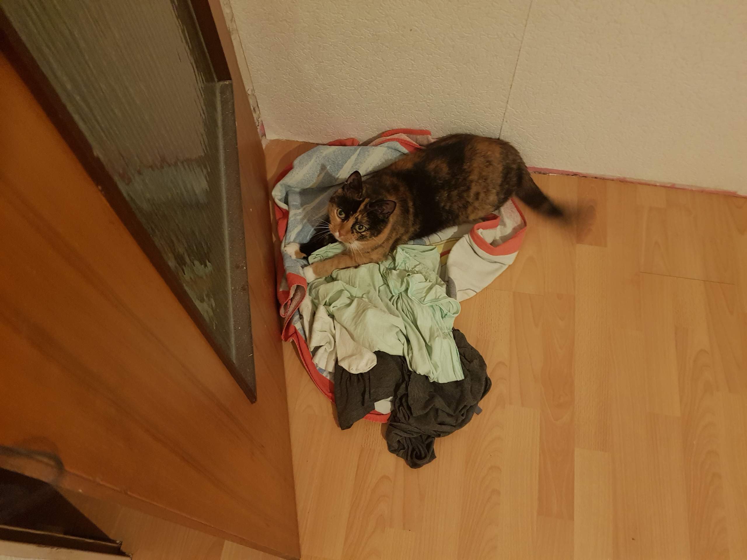 Warum wedelt meine Katze genervt mit dem Schwanz? (Verhalten)
