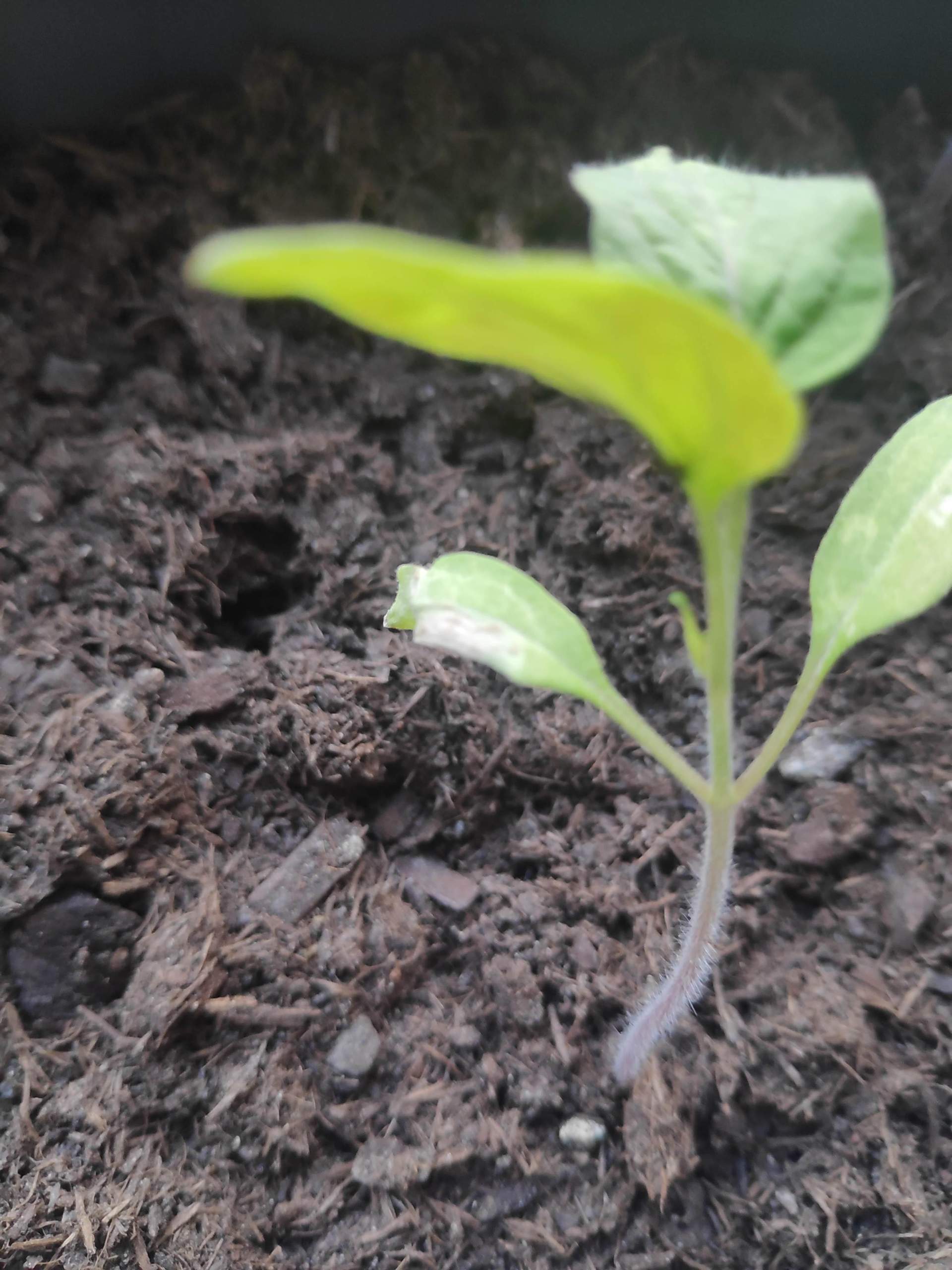 Warum welken die Blätter meiner kleinen Tomatenpflanzen? (Pflanzen ...