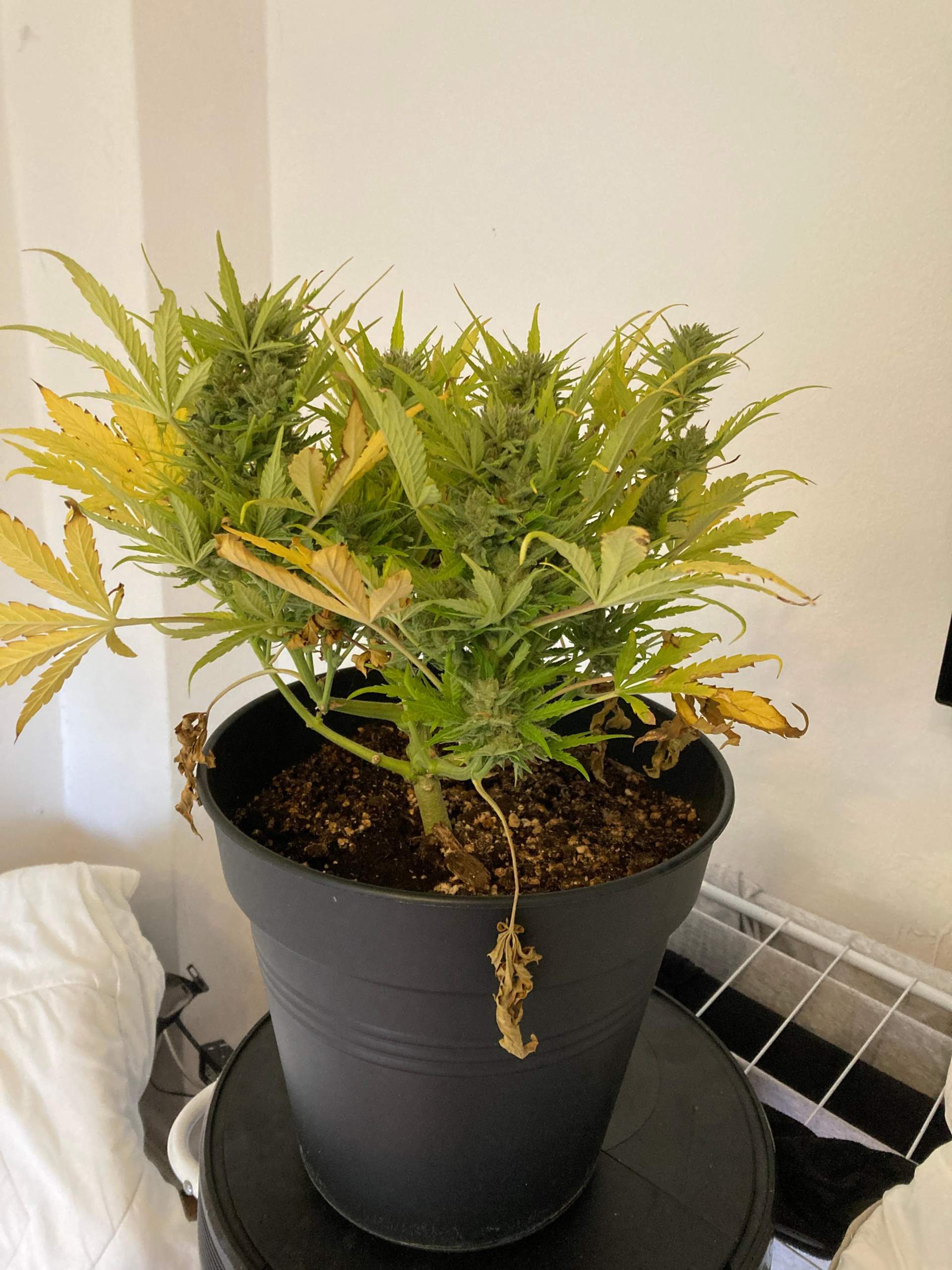 Warum werden die Trichome nicht bernsteinfarben? (Cannabis, Flecken, Gras)