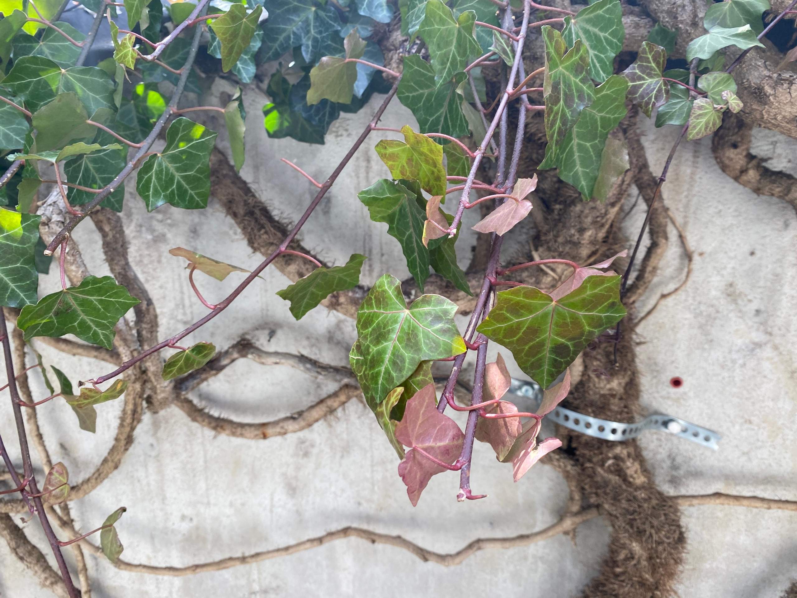 Warum wird mein Efeu bei neuen Blättern Braun? (Computer, Technik ...