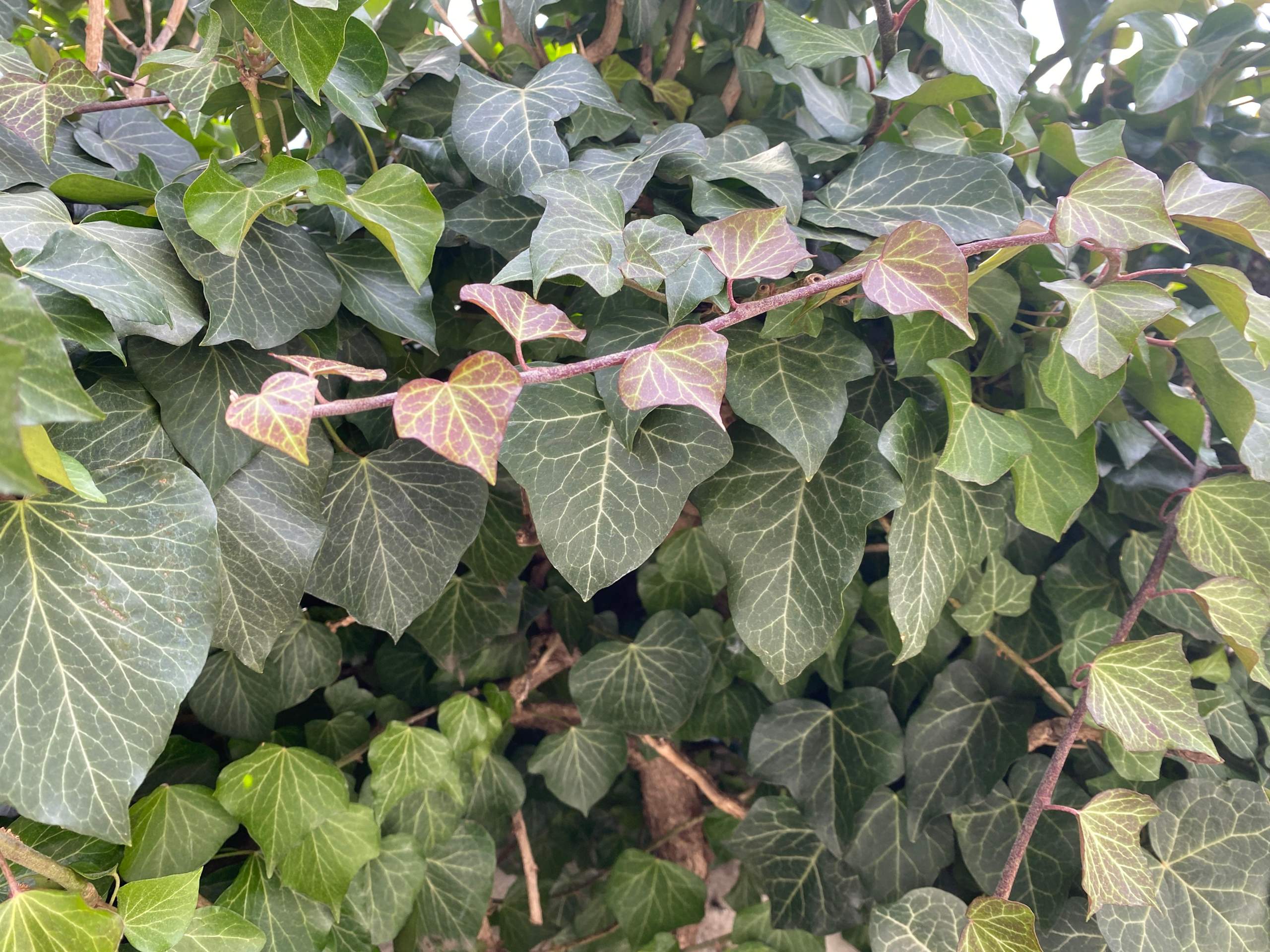 Warum wird mein Efeu bei neuen Blättern Braun? (Computer, Technik ...