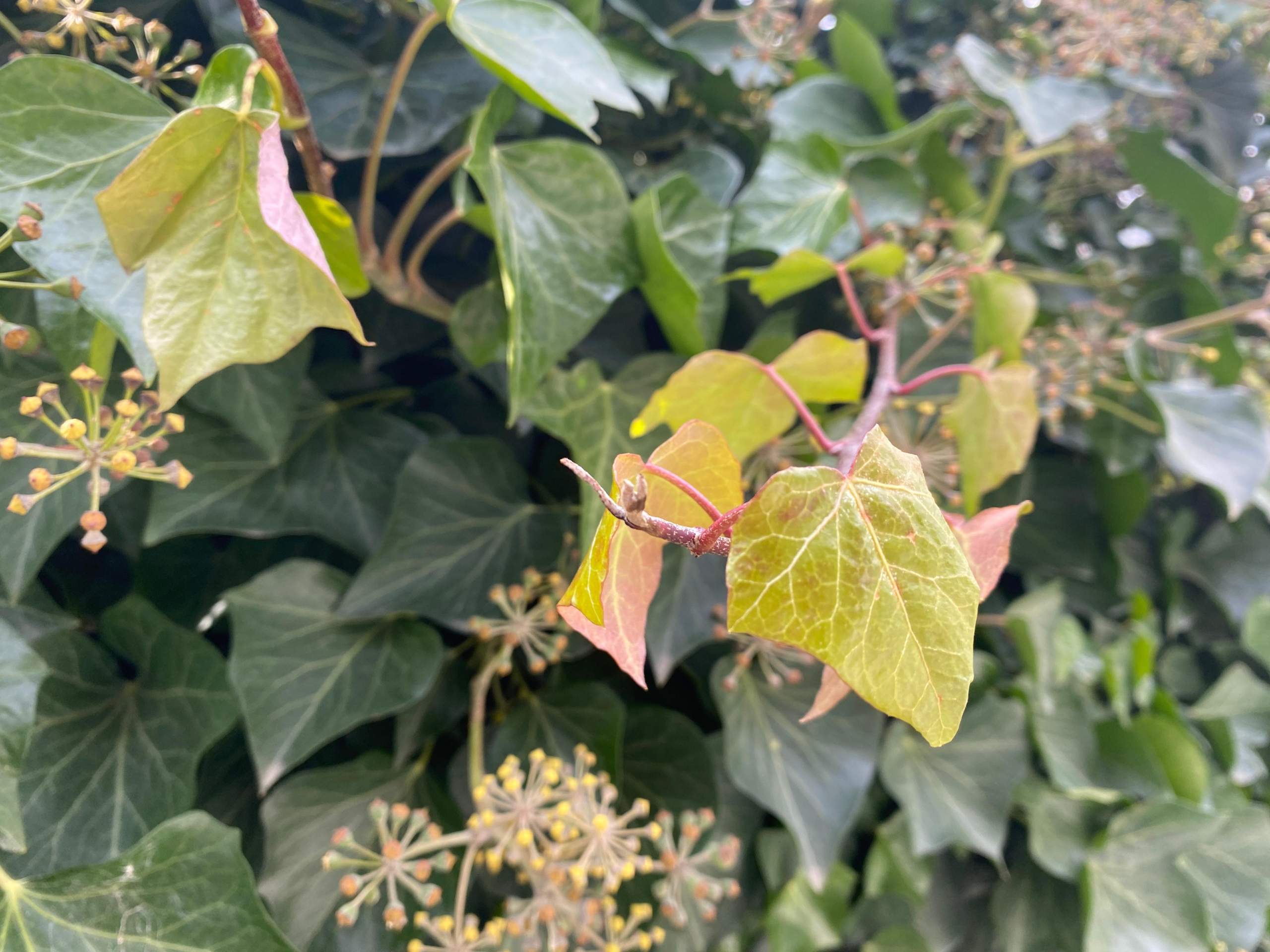 Warum wird mein Efeu bei neuen Blättern Braun? (Computer, Technik ...