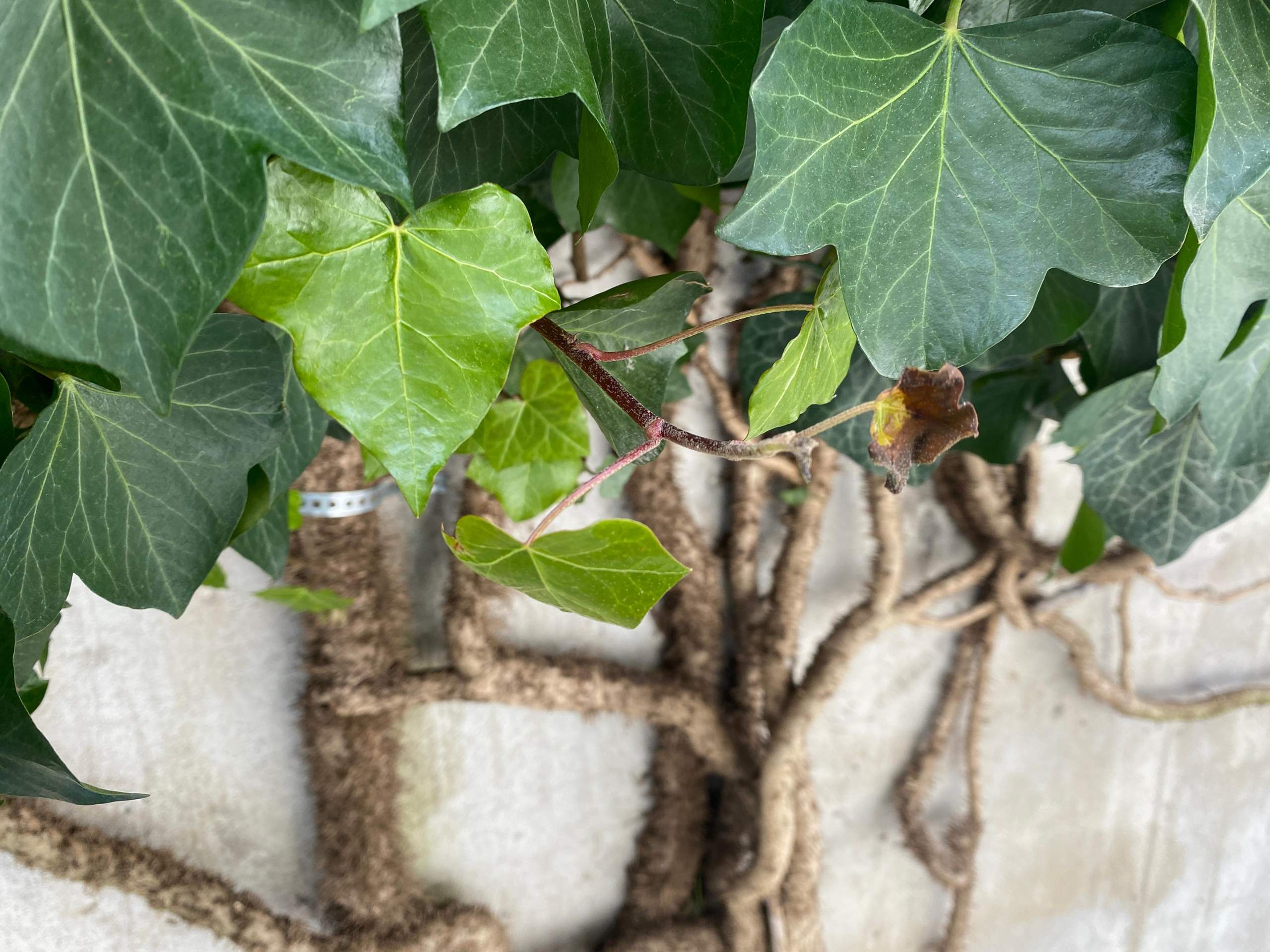 Warum wird mein Efeu bei neuen Blättern Braun? (Computer, Technik ...