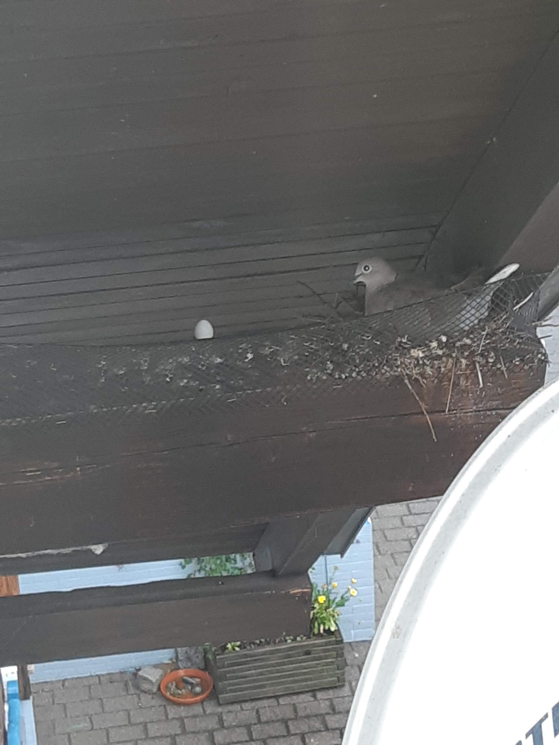 Was bedeutet es wenn ein Taubenei nicht im Nest liegt sondern daneben ...