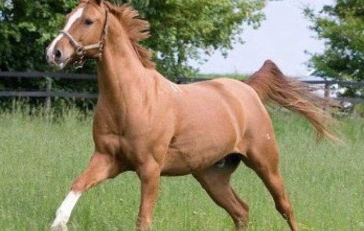 Was bedeutet es, wenn Pferd den Schweif beim laufen so hoch hält ...