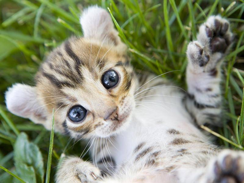 Was denkt ihr über die Katzenrasse American Curl mit den runden Ohren ...