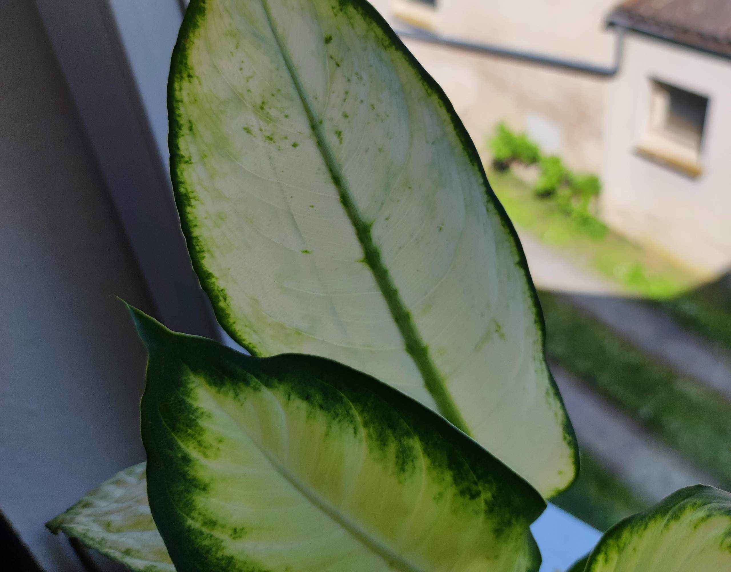 Was fehlt meiner Planze? (Pflanzenpflege, Zimmerpflanzen, Topfpflanzen)