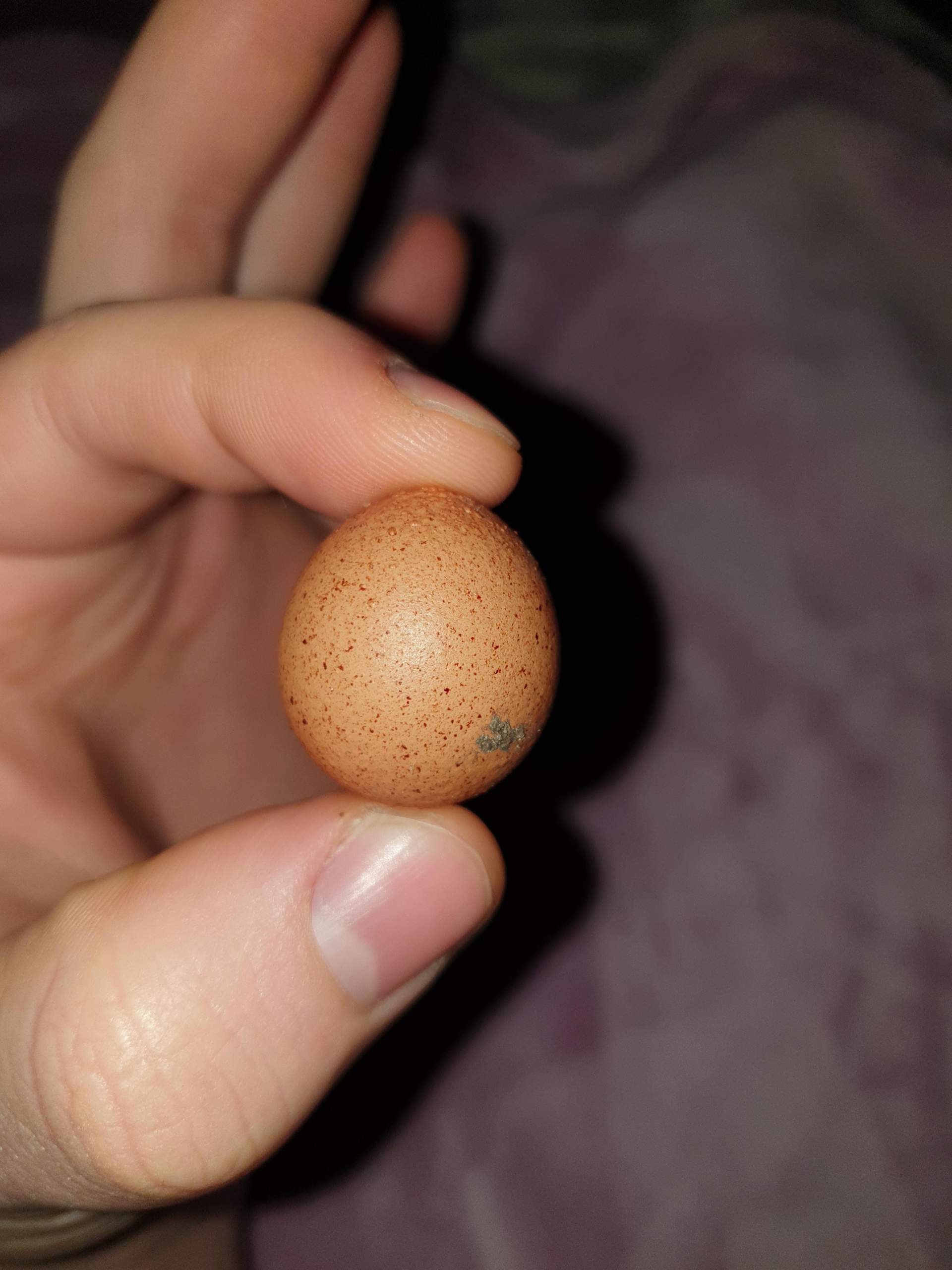 Was für ein ei ist das? (Ornithologie, Vogelei)