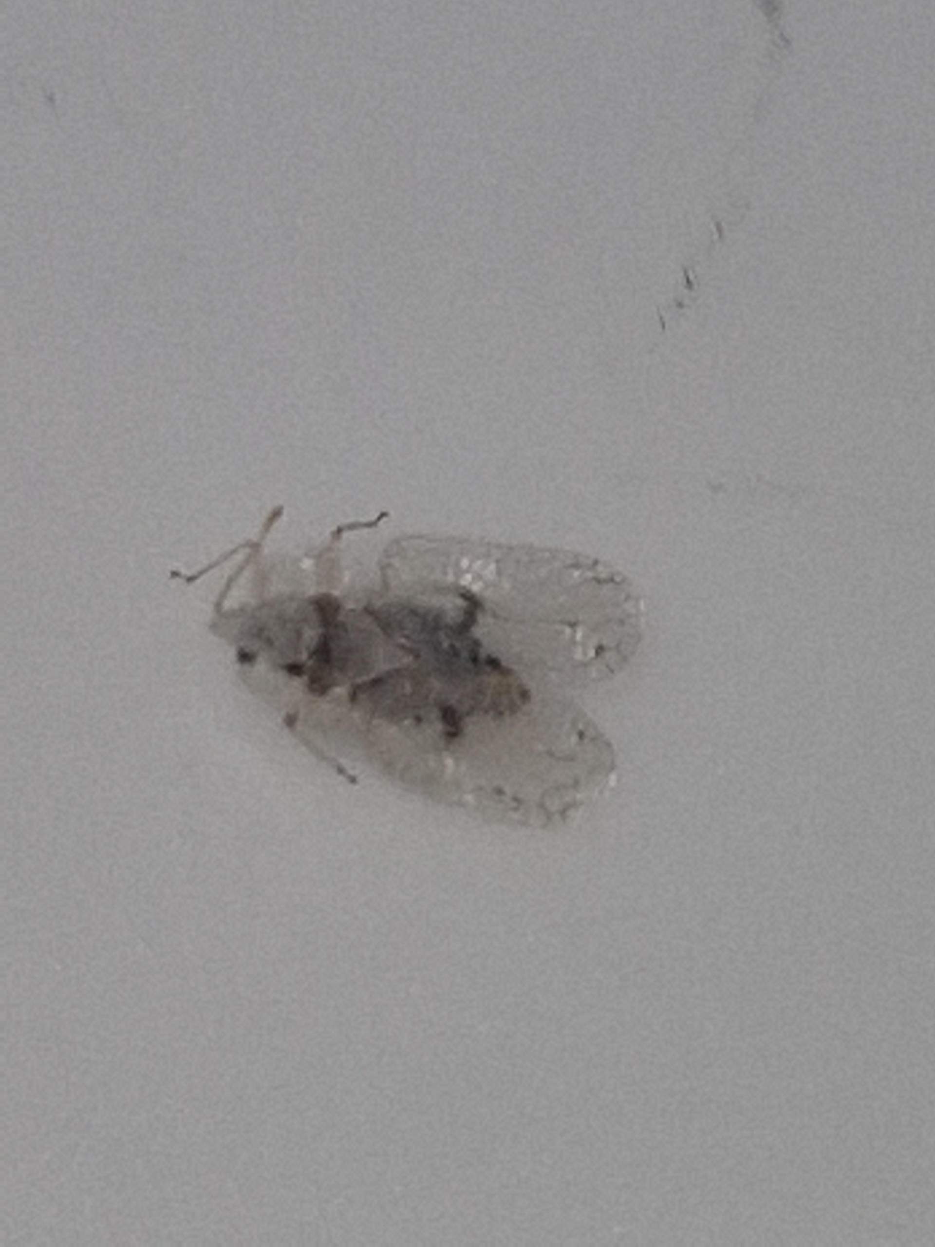 Was für ein Insekt ist das? (Insekten, Ungeziefer, Insektenbestimmung)