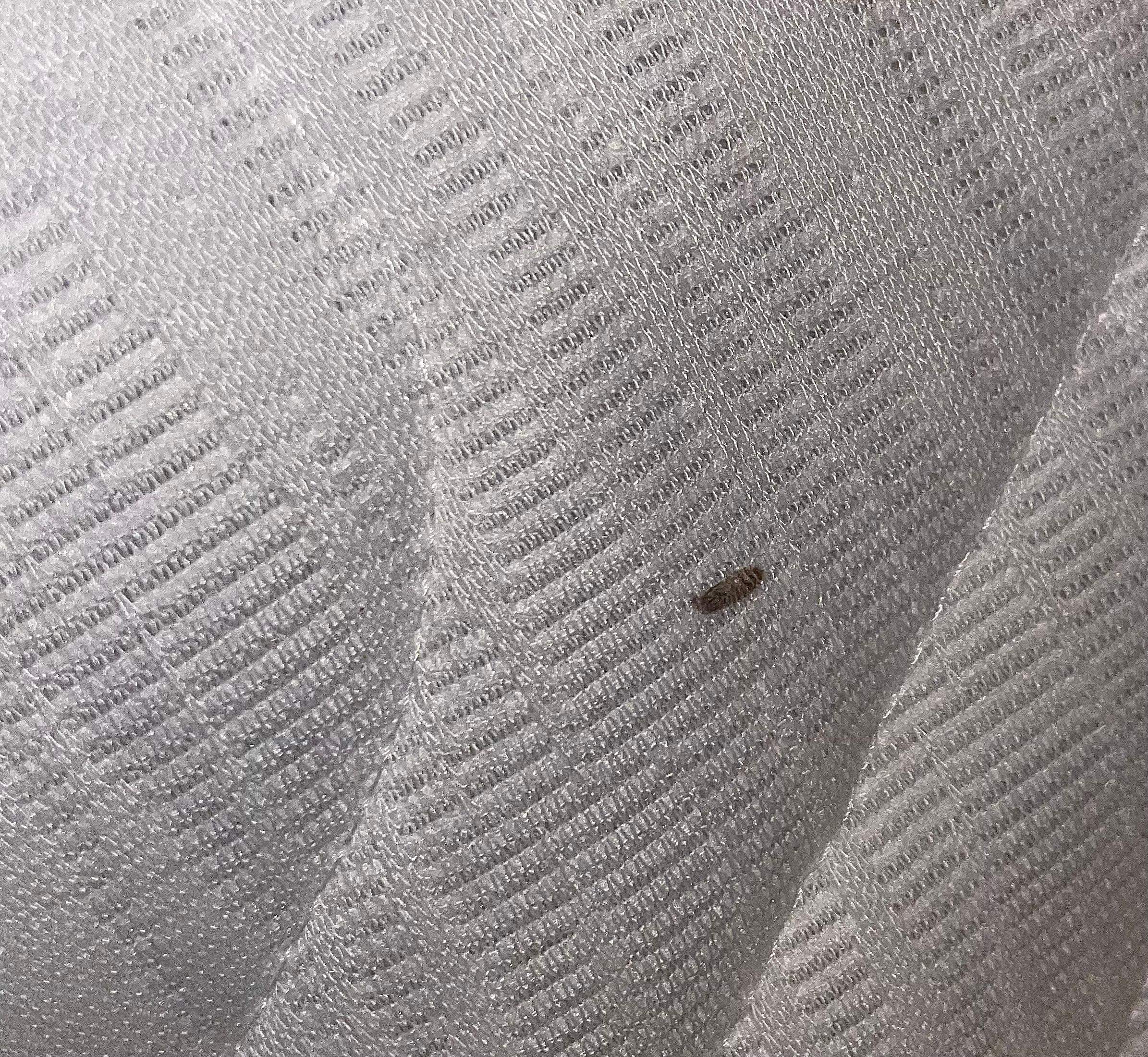 Was für ein Insekt ist das in meinem Bett? (Insekten)