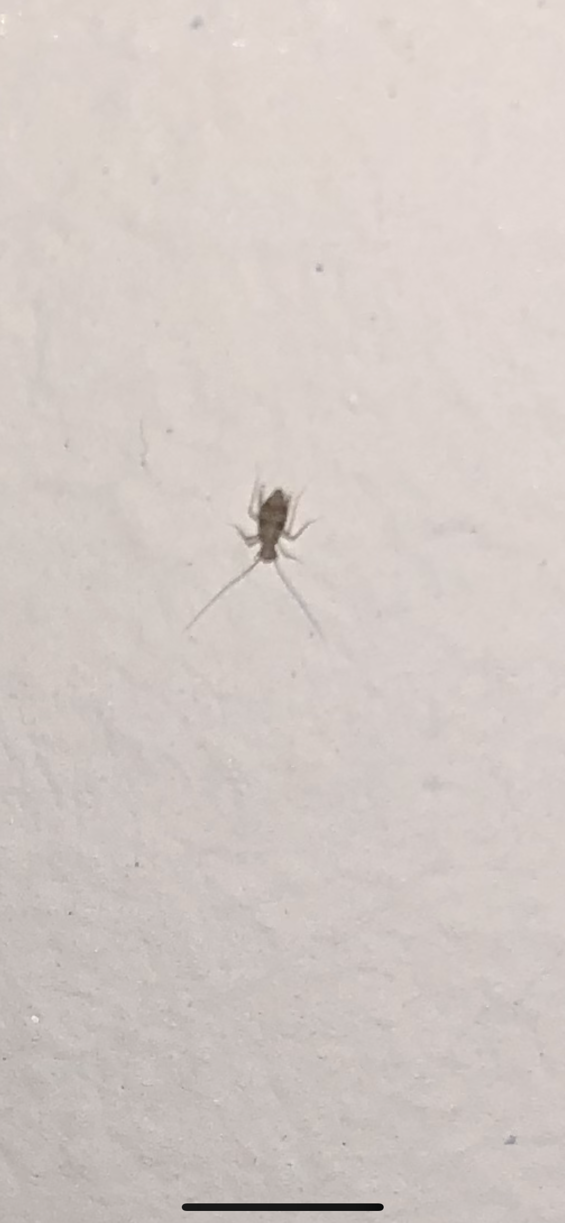 Elegantes Insekten In Wohnung Bild