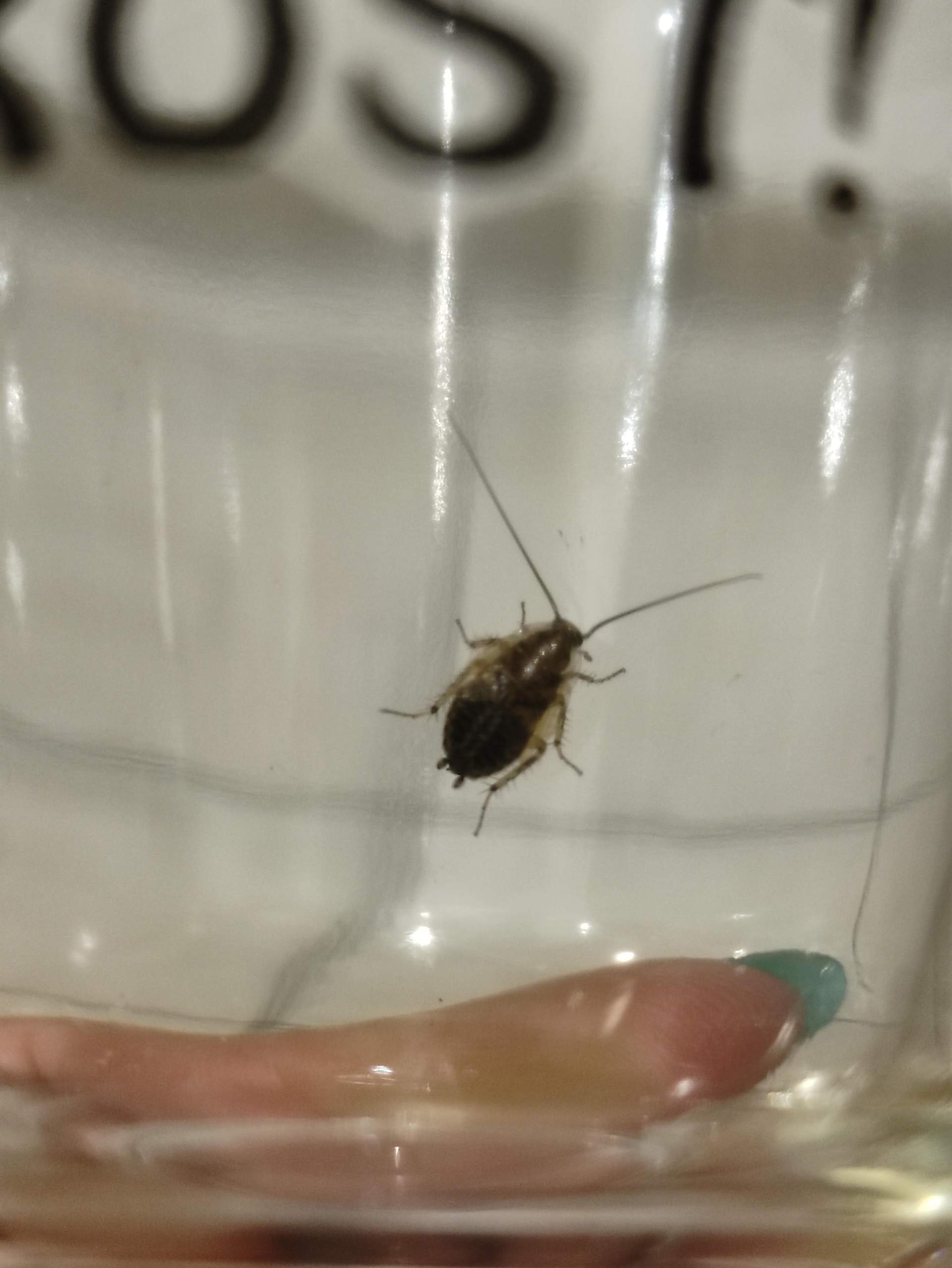 Was für ein Insekt ist das? Kakerlake? (Käfer, Kakerlaken)