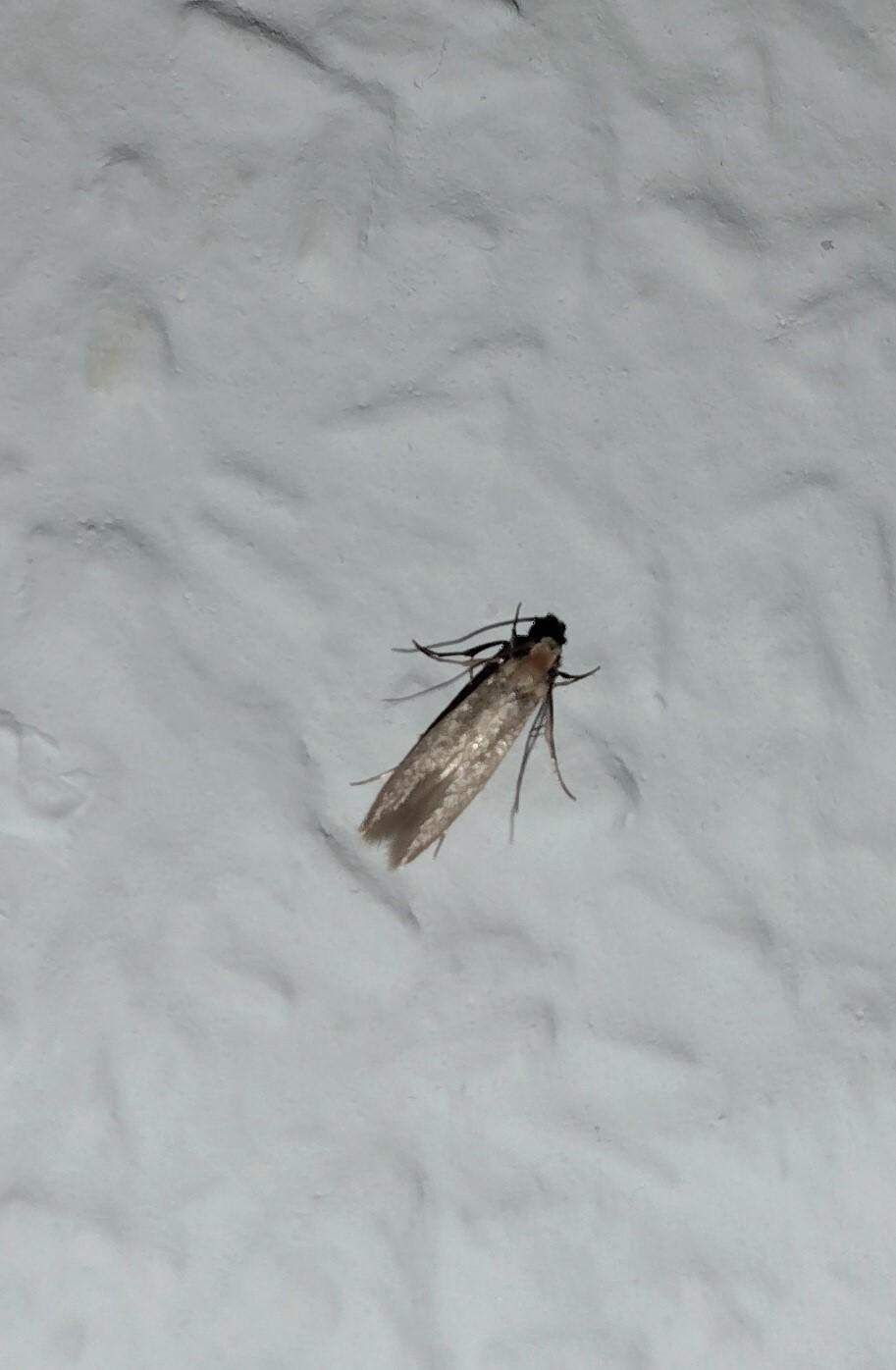 Was für ein Insekt ist das und wie werde ich es los? (Insekten ...