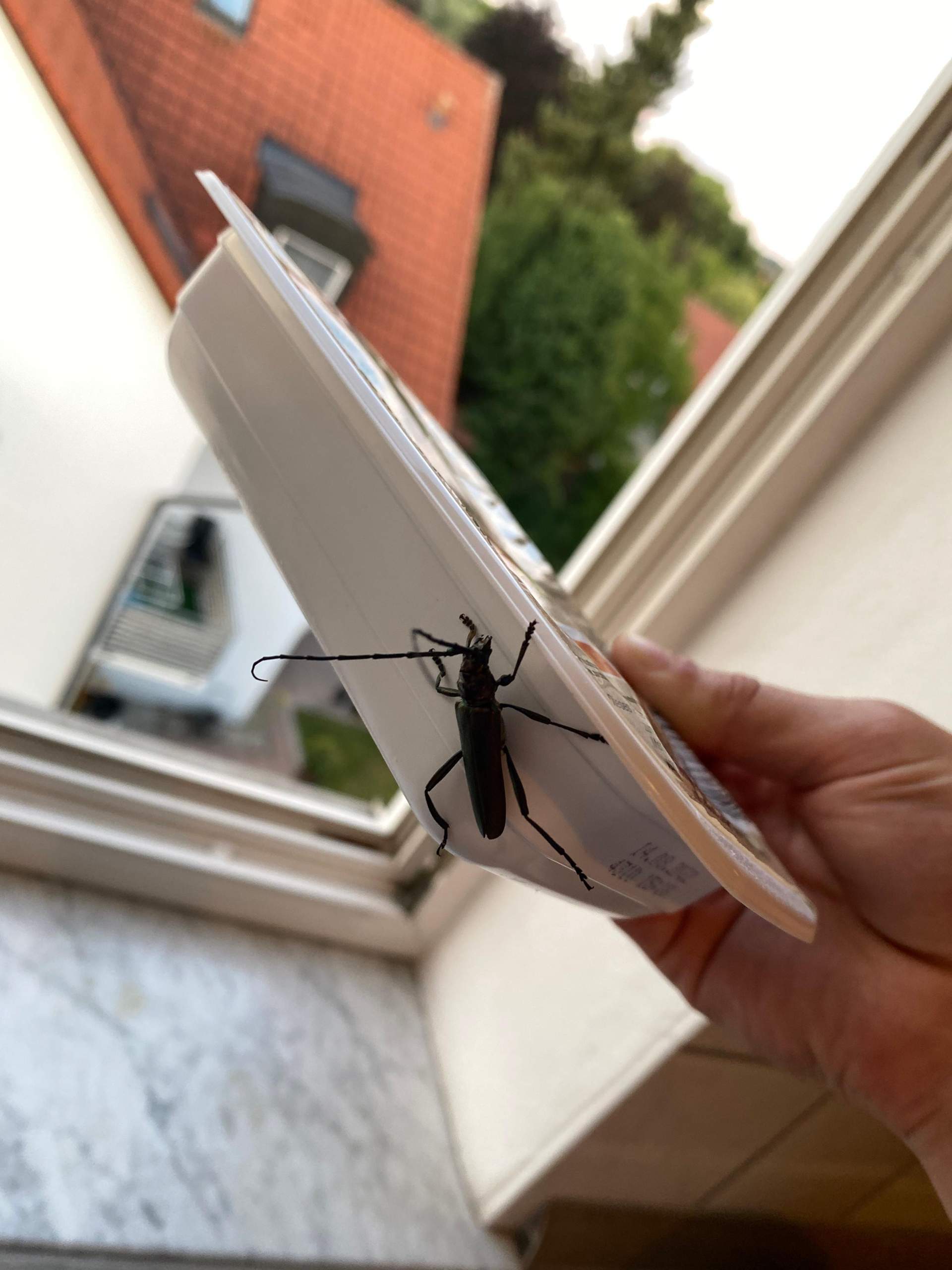 Was für ein Käfer ist das? (Insekten)