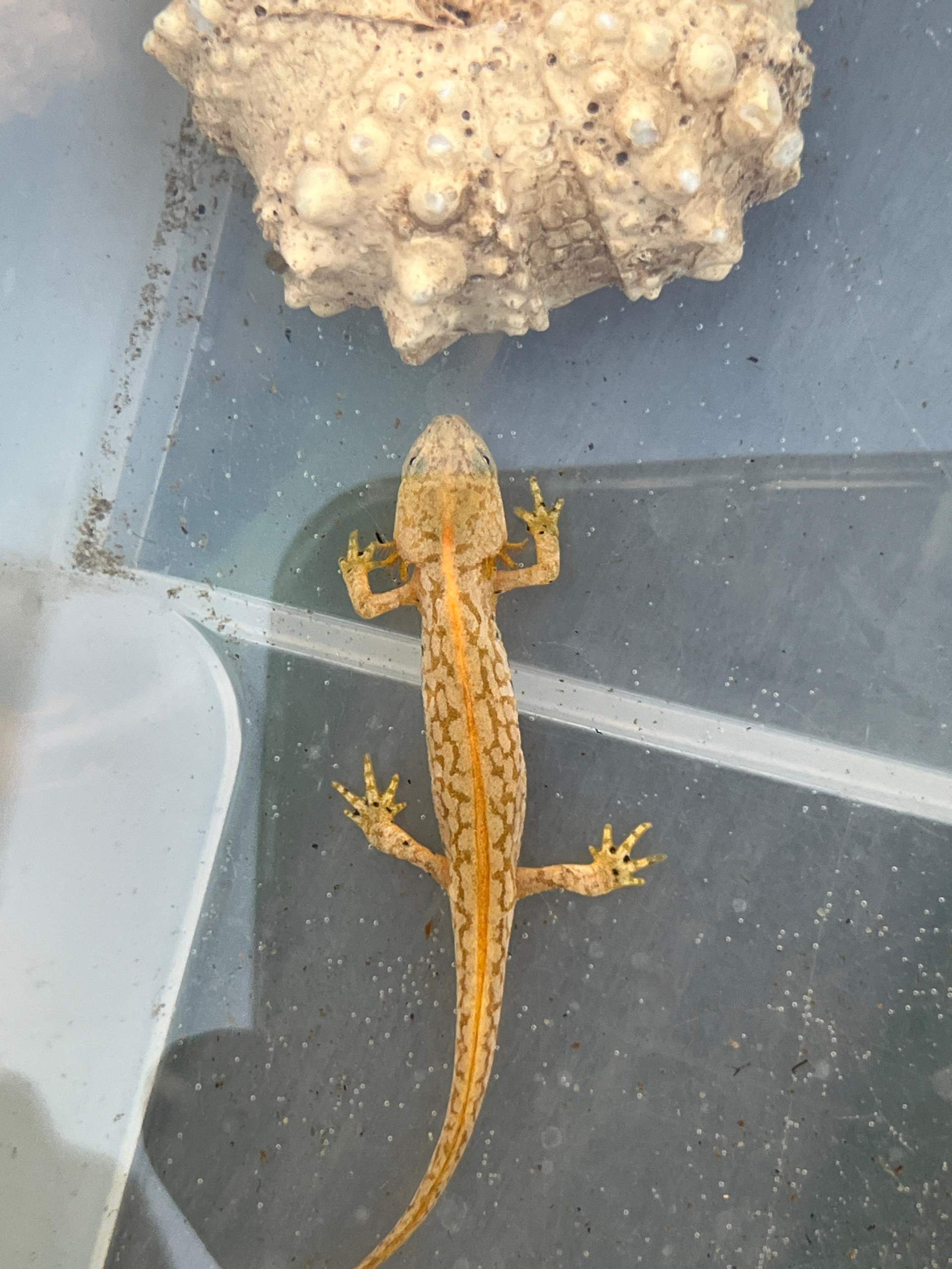 Was für ein Molch ist das? (Wasser, Natur, Tierhaltung)