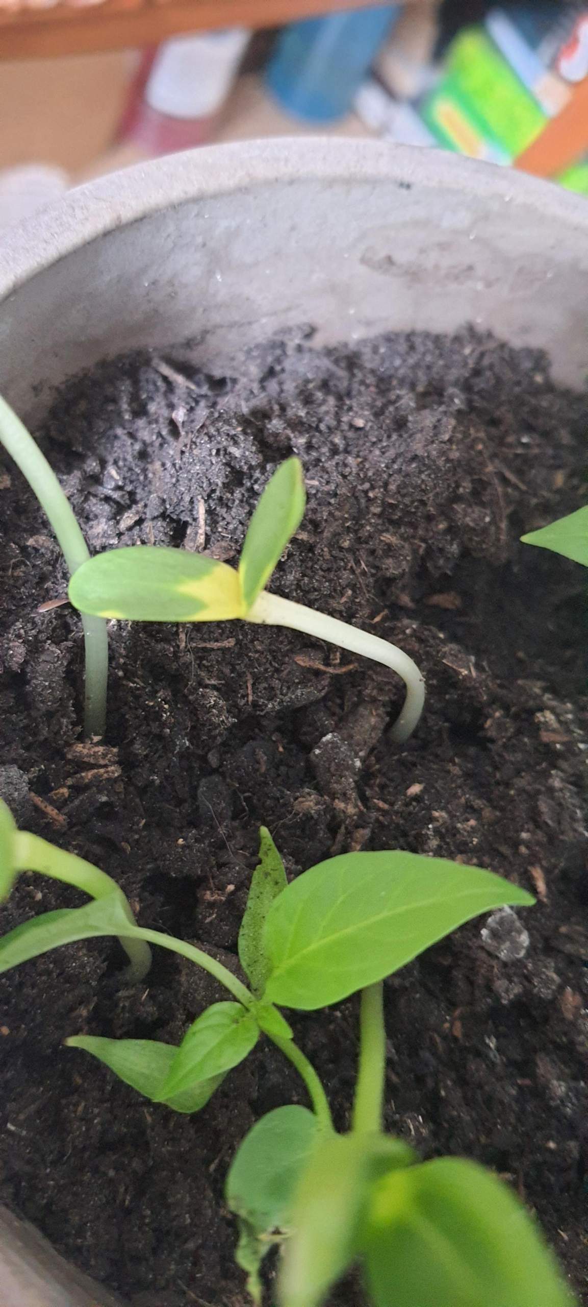 Was für ein setzling ist das? (Pflanzen, Zimmerpflanzen)