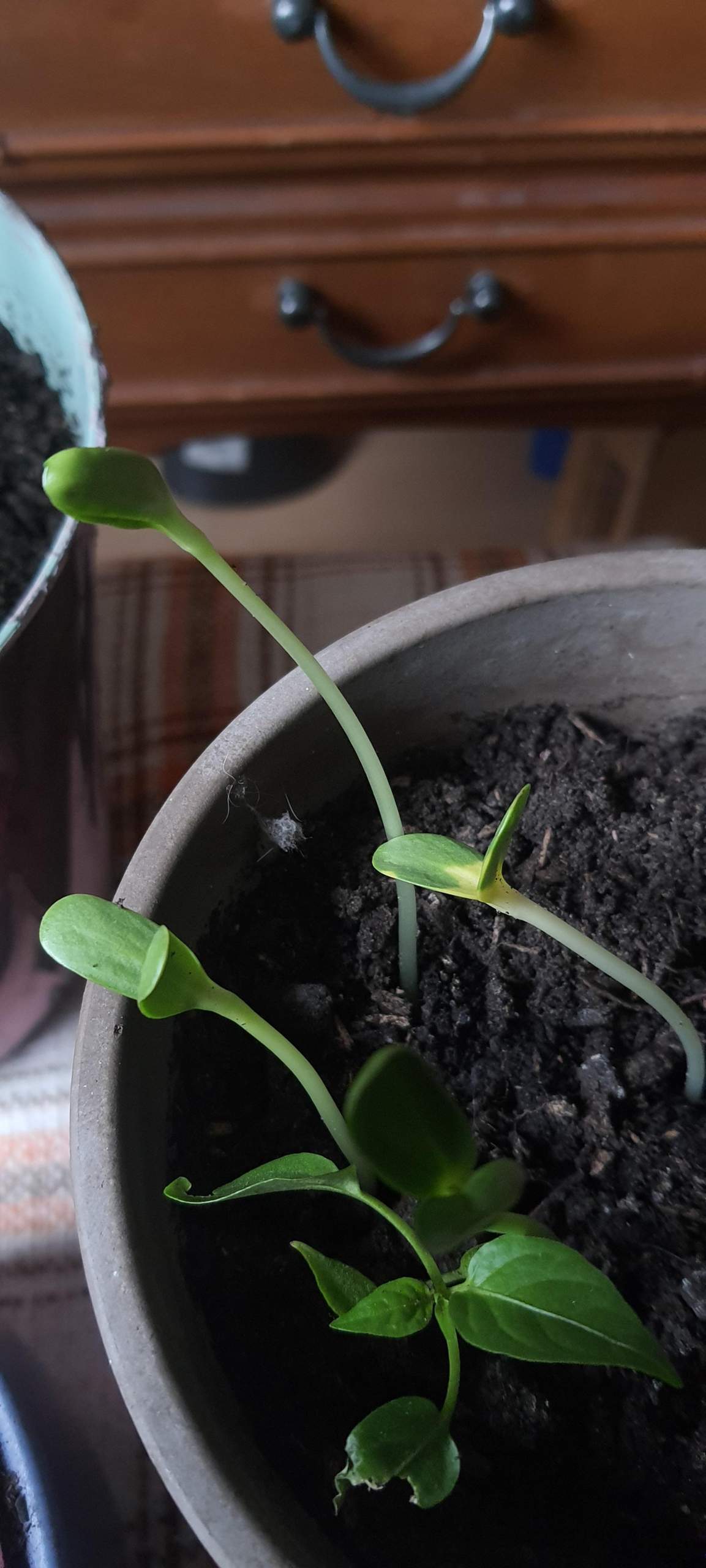 Was für ein setzling ist das? (Pflanzen, Zimmerpflanzen)