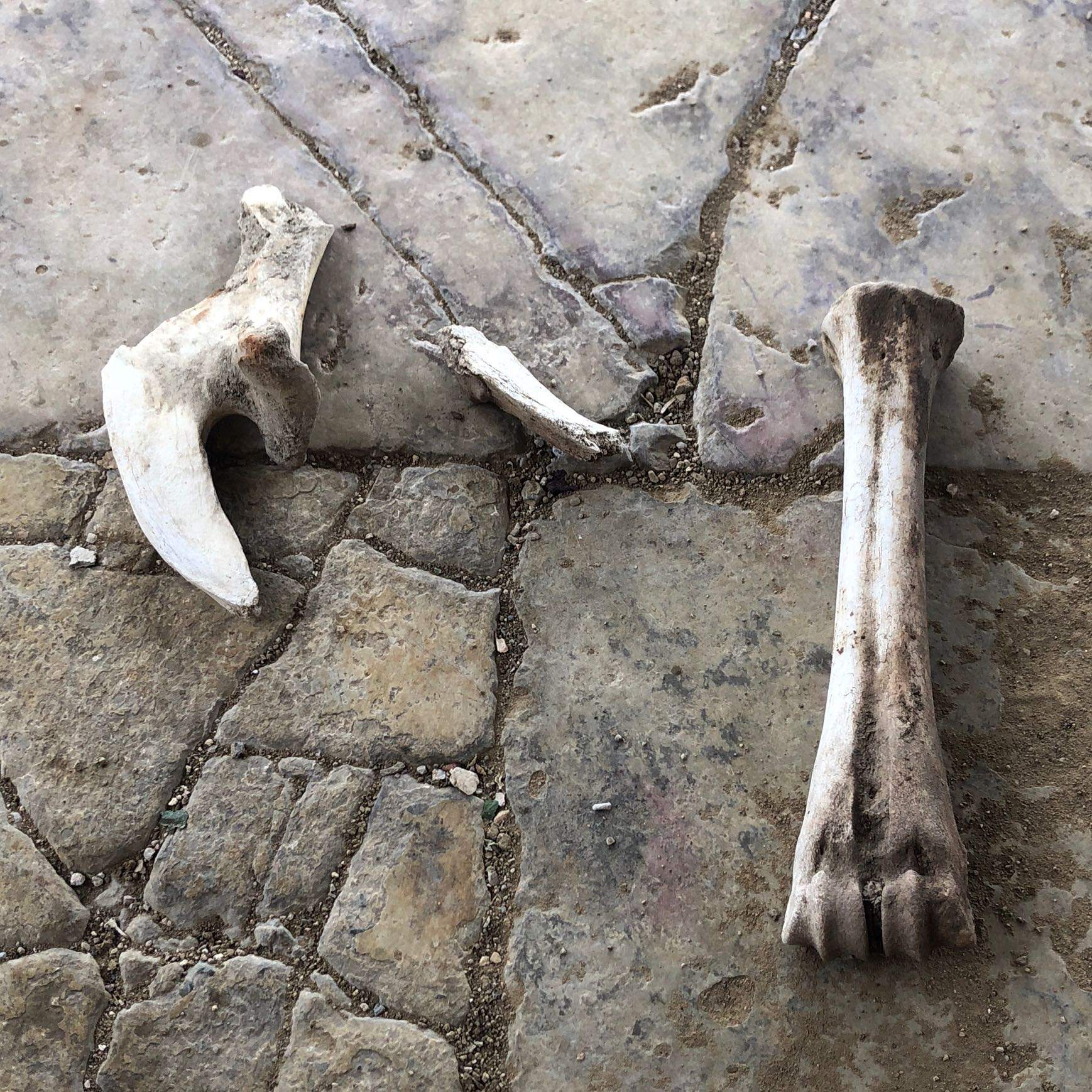 Was für ein Tier ist das von diesen Knochen? (Tiere)