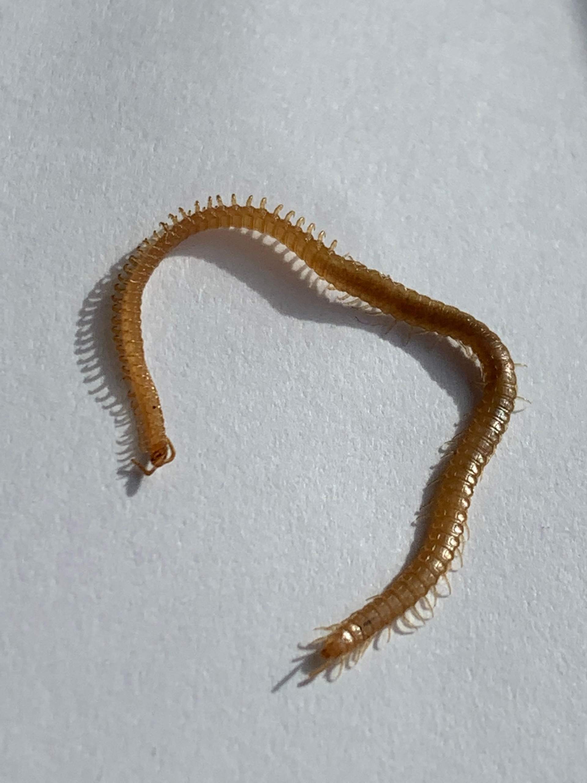 Was für ein Tier/ Wurm mit 2 Köpfen ist das? (Tiere, Biologie, Würmer)