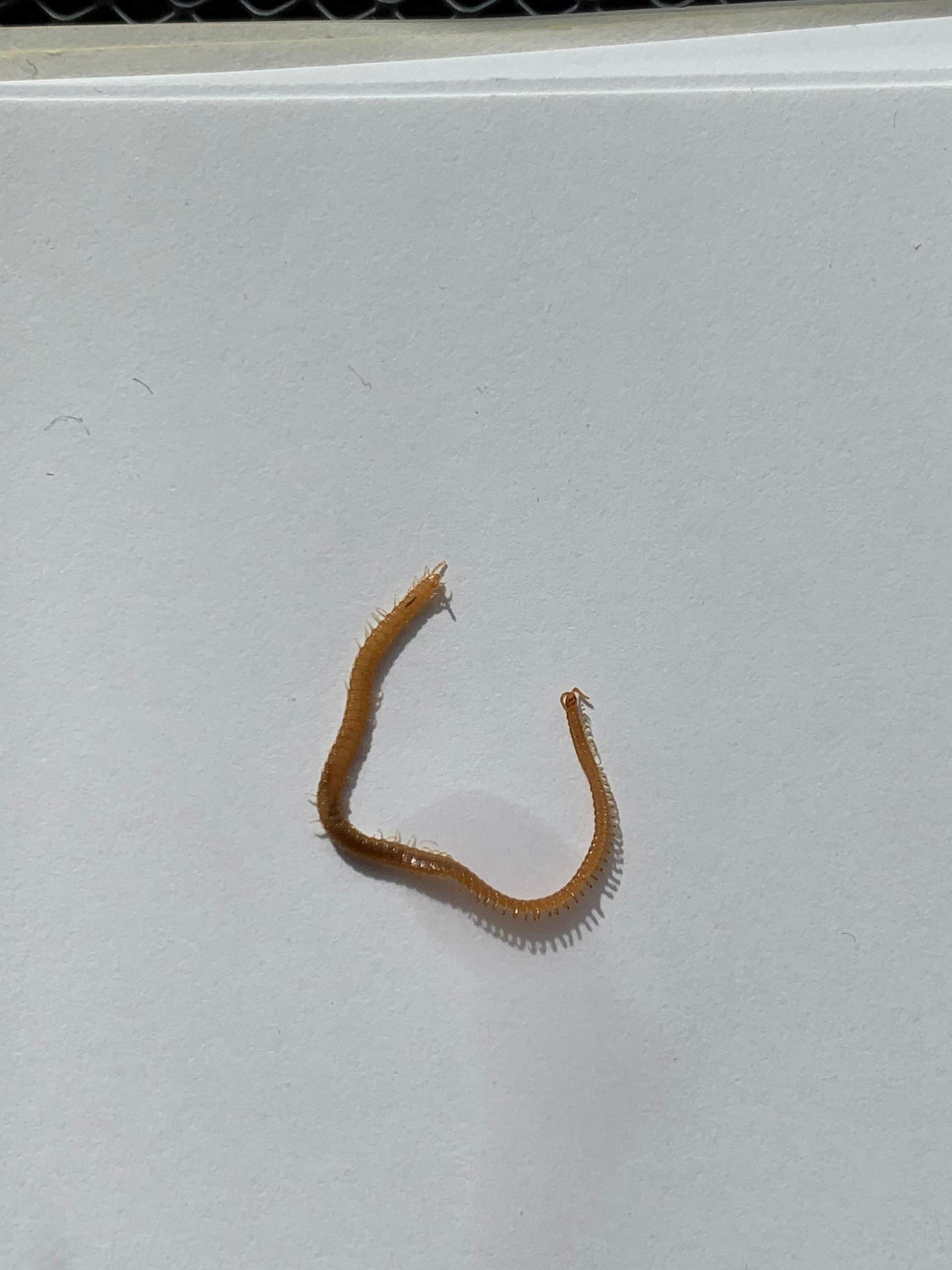 Was für ein Tier/ Wurm mit 2 Köpfen ist das? (Tiere, Biologie, Würmer)