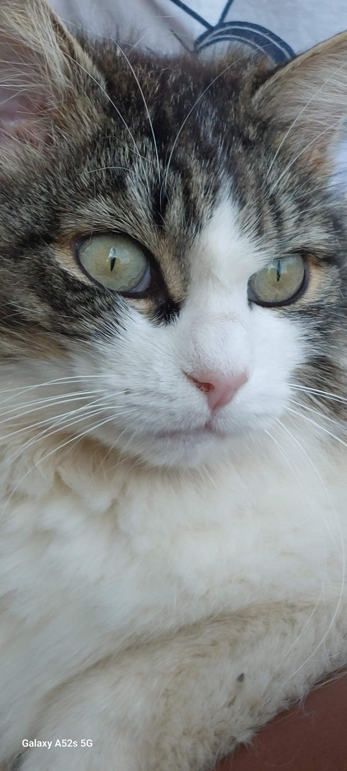 Was für eine katzenrasse ist das? (Kater, Tierhaltung, Katzenjunges)