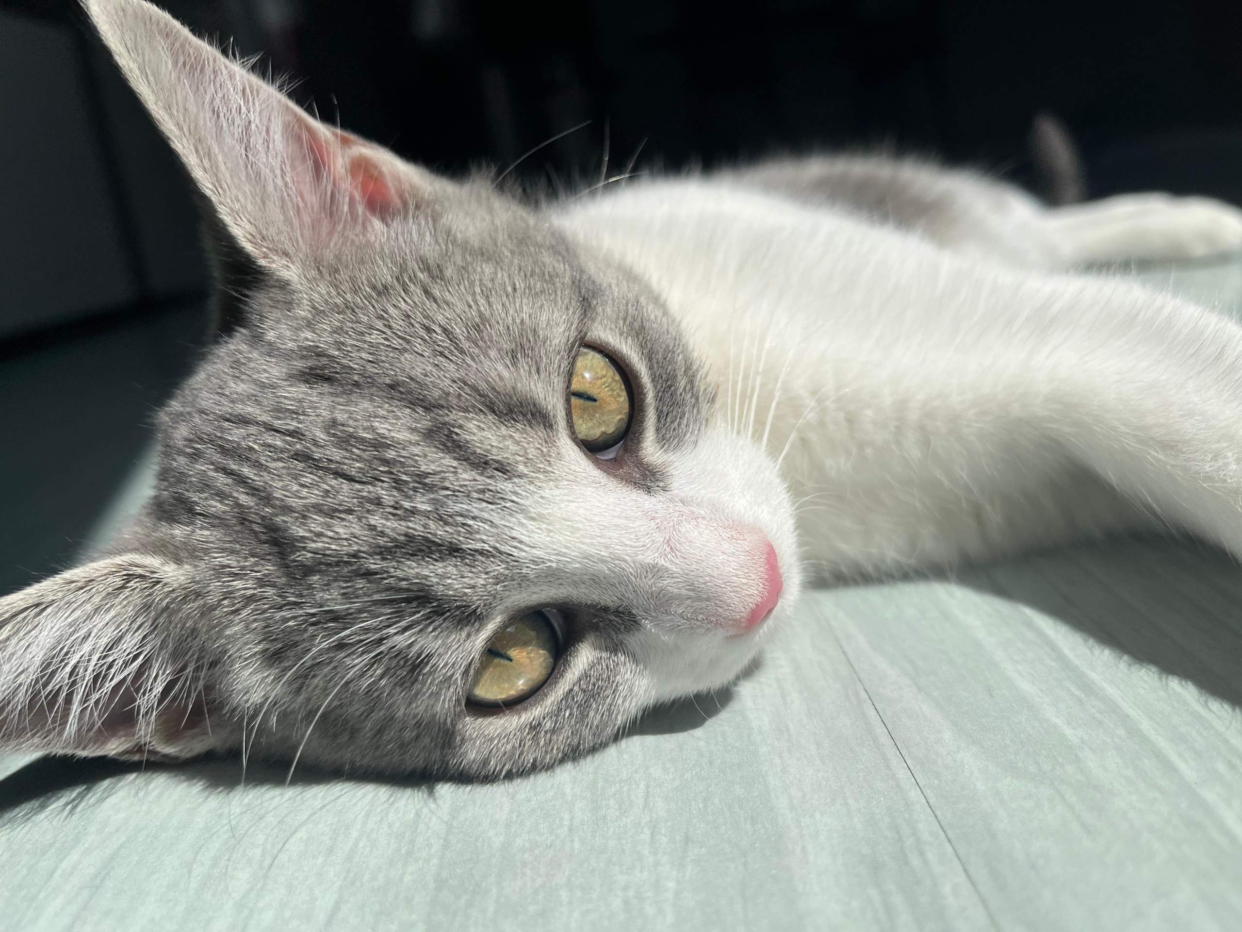 Was für eine Rasse hat meine Katze? (Katzenjunges, Katzenrasse ...