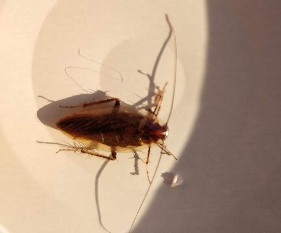 Was für eine Schabe ist das? (Insektenbestimmung, Schaben, Waldschabe)