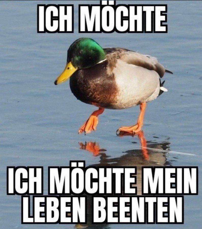 Lustige Memes Zur Entenjagd