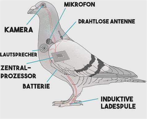 Was haltet ihr von Tauben? (sehen, Überwachung, Verschwörung)