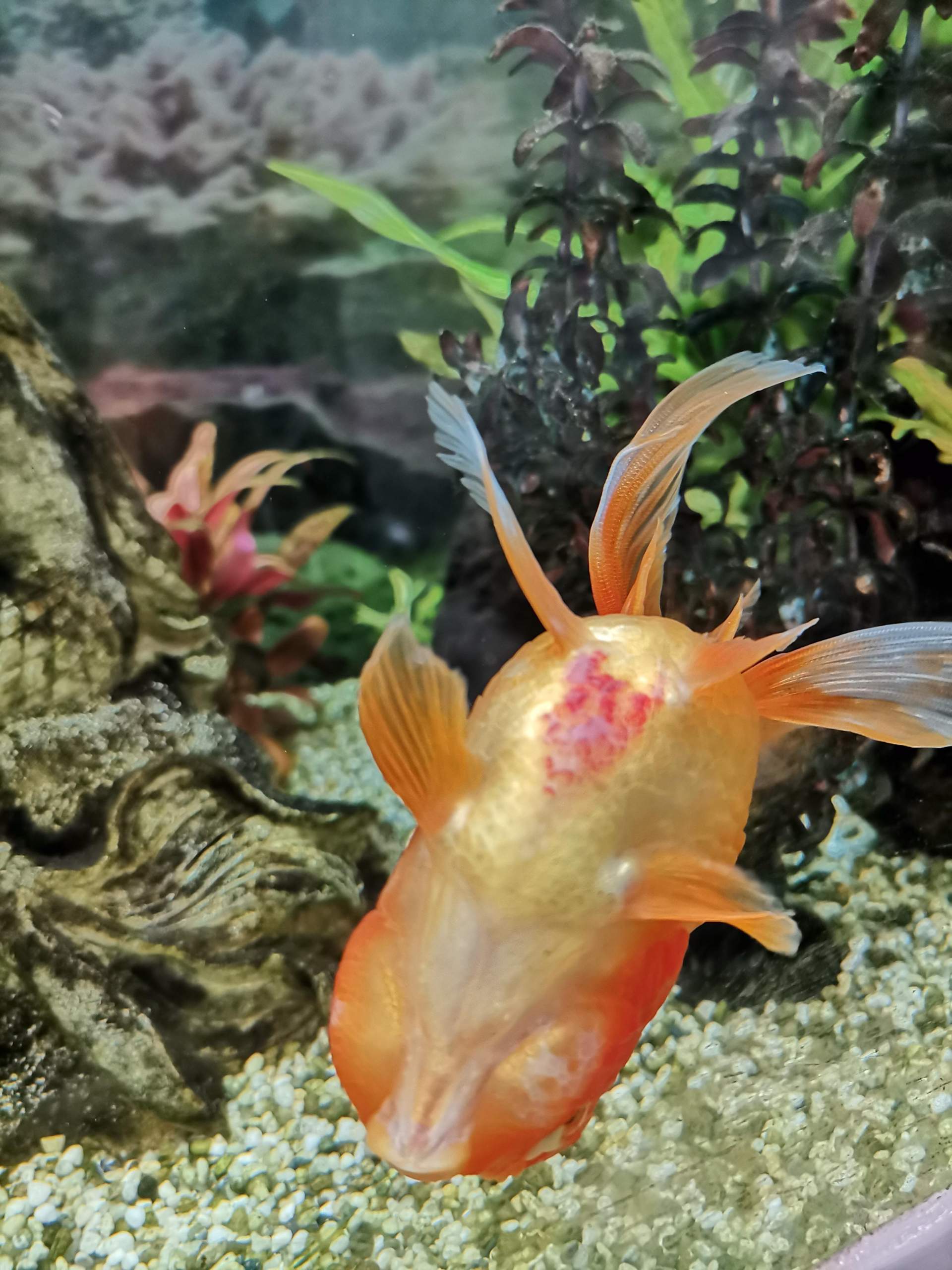 Was hat mein Fisch? (Computer, Fische, Aquarium)