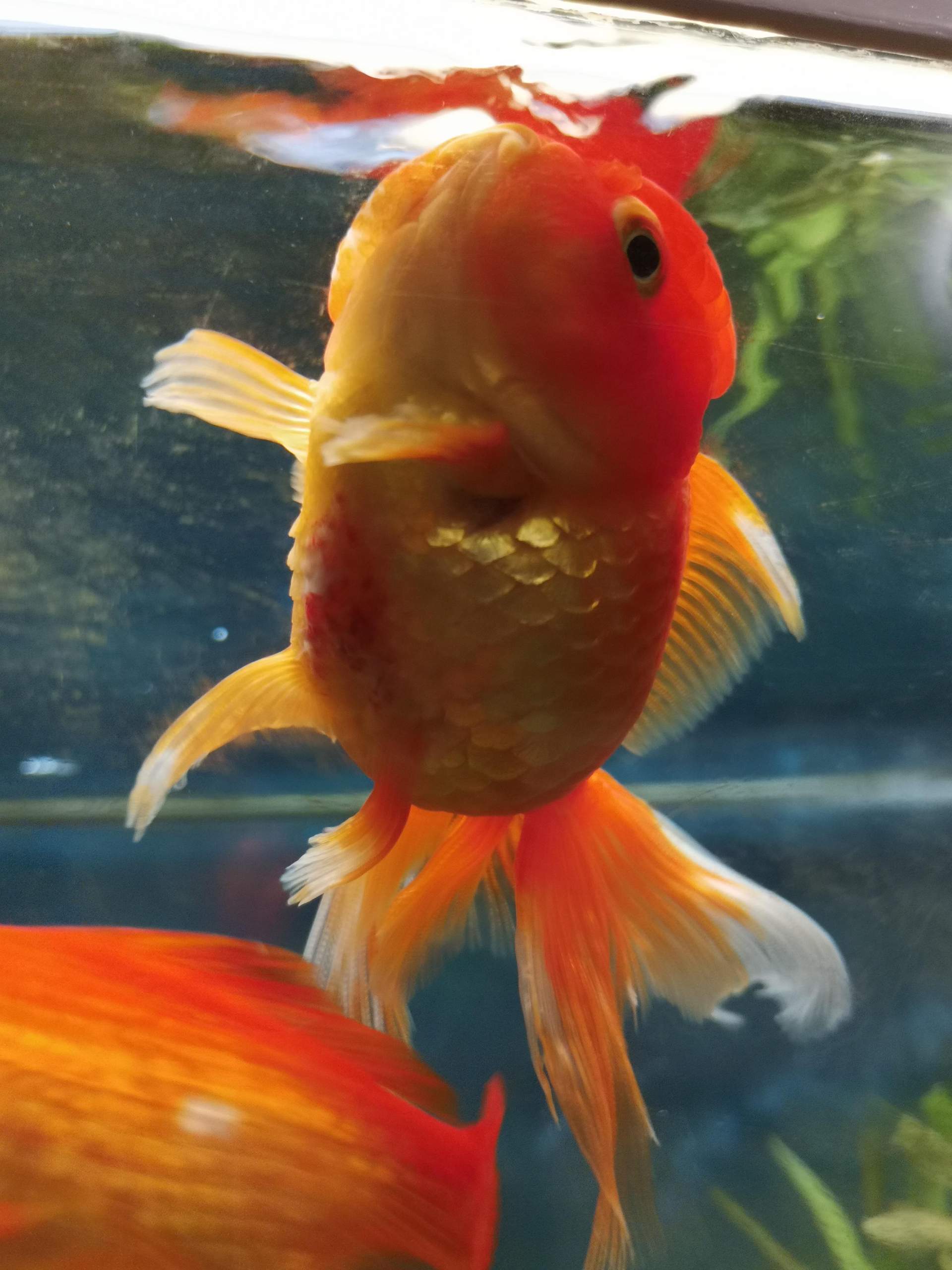 Was hat mein Fisch? (Computer, Fische, Aquarium)