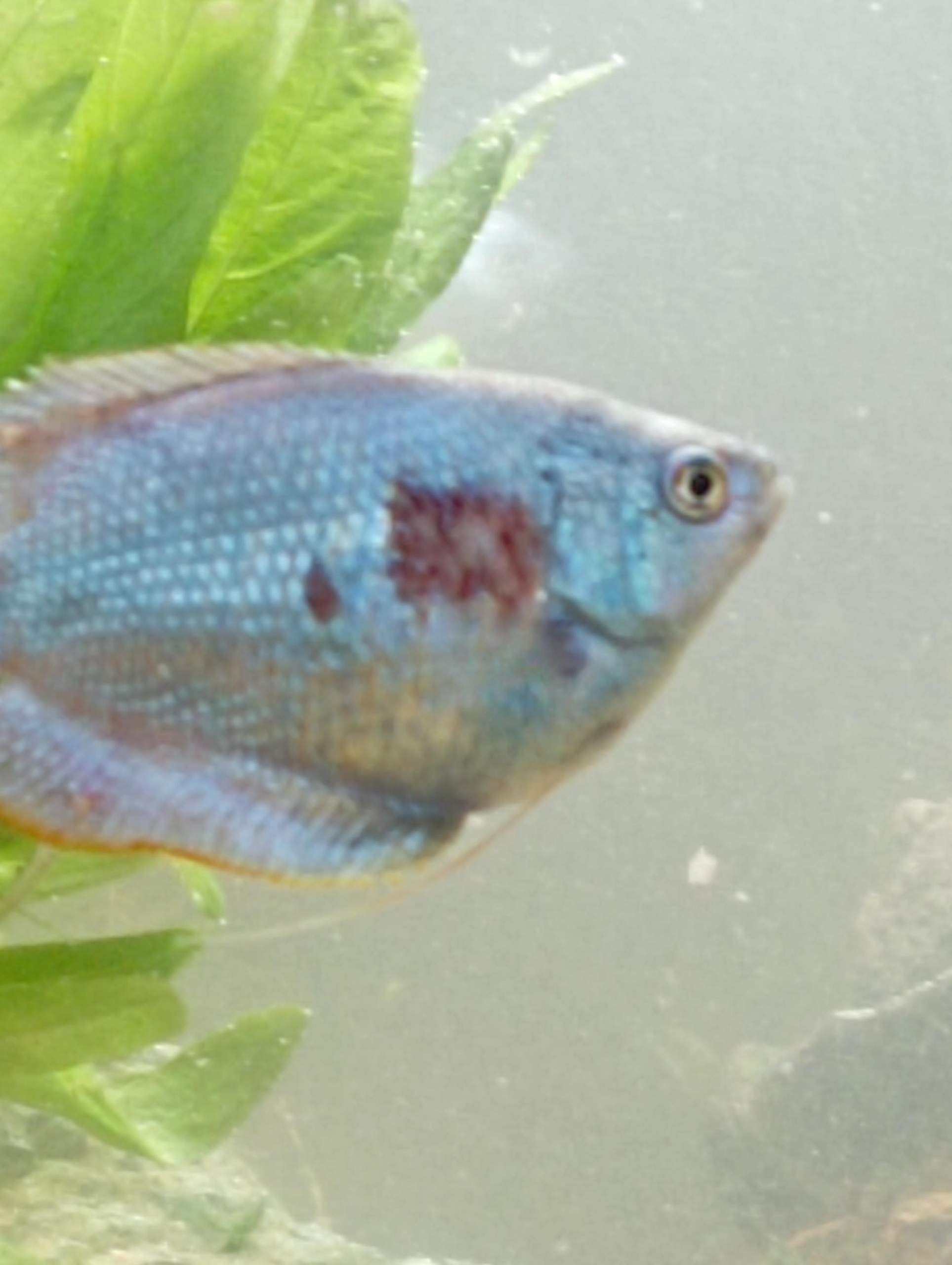 Was hat mein Fisch? (Fische, Aquarium, Aquariumfische)
