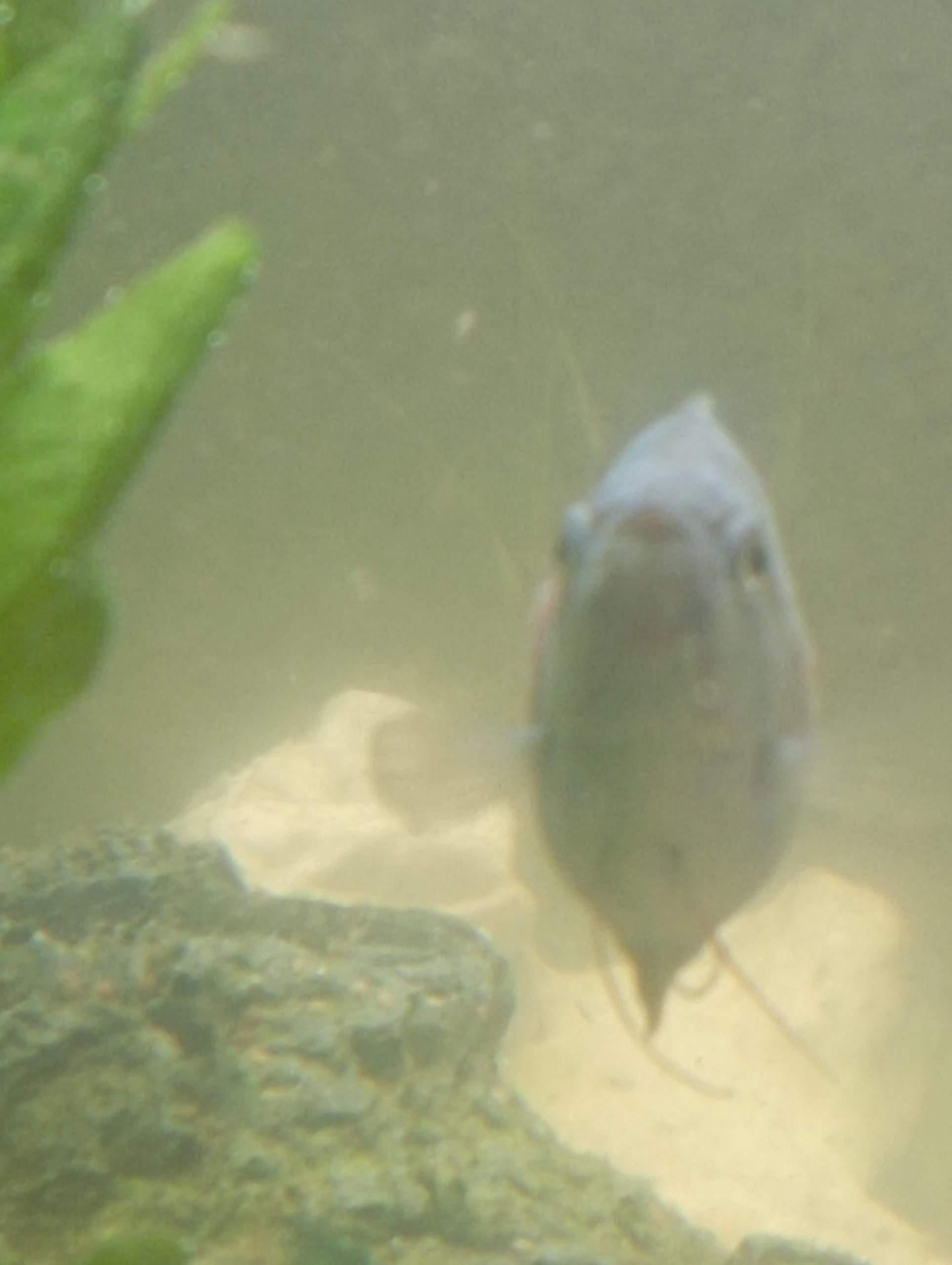 Was hat mein Fisch? (Fische, Aquarium, Aquariumfische)