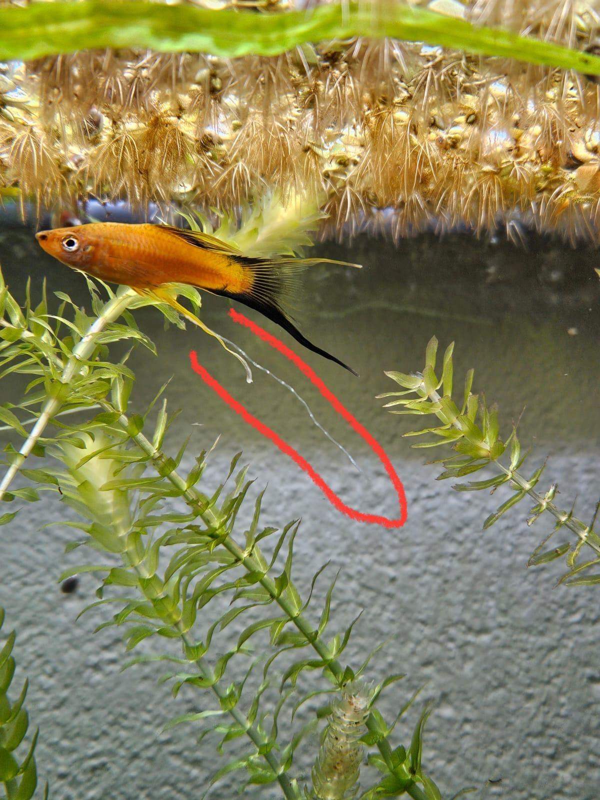 Was hat mein Fisch? (Fische, Aquarium, Tierhaltung)