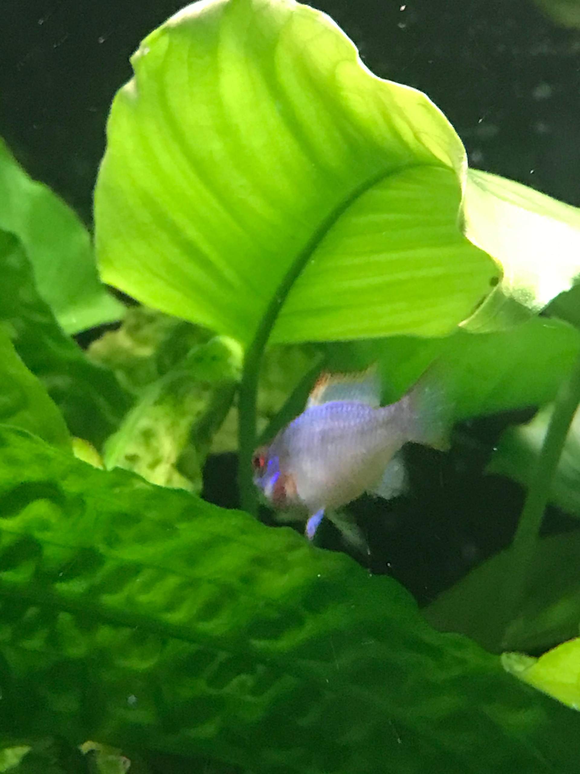 Was hat mein Fisch? (Krankheit, Fische, Barsche)