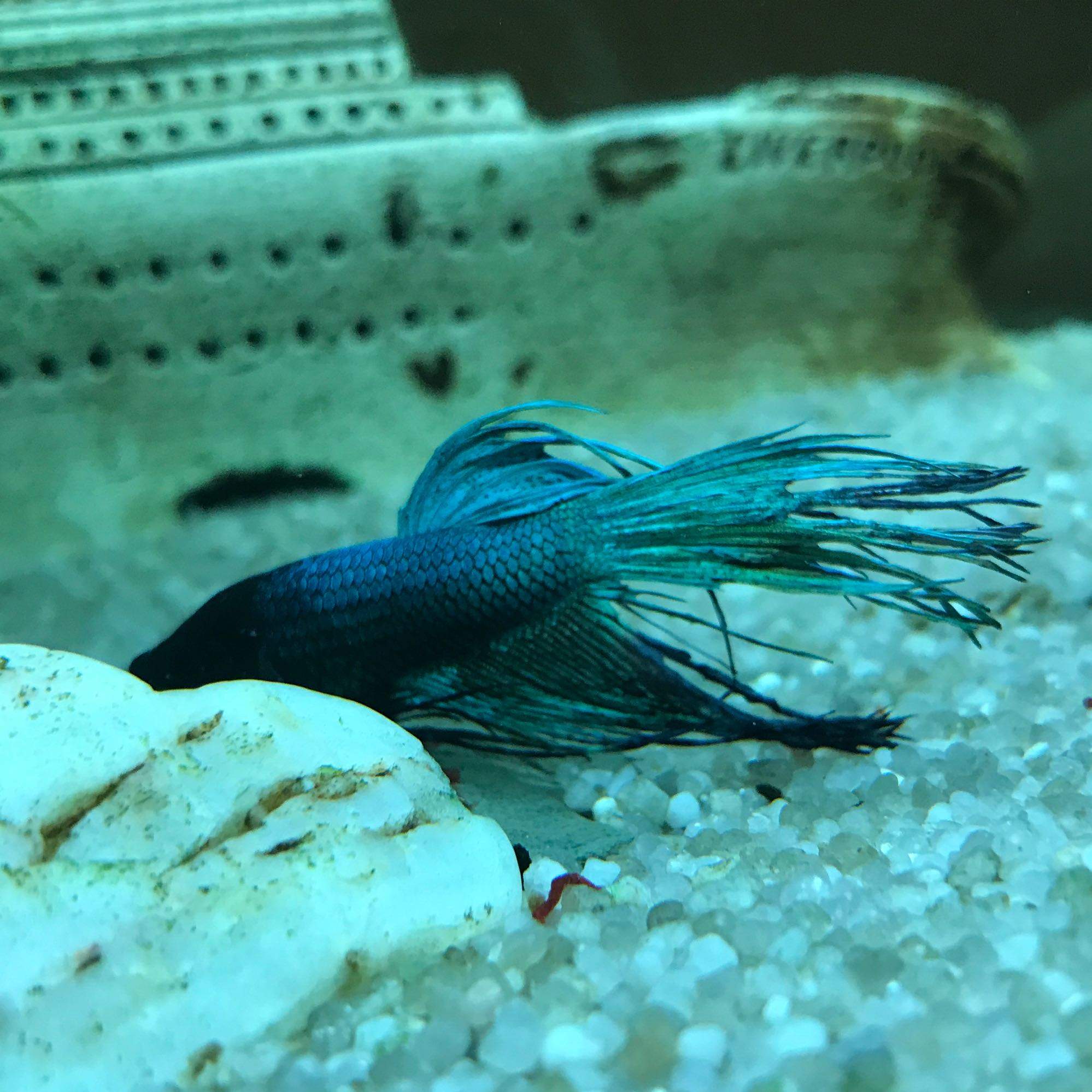 Was hat mein Fisch an der Flosse? (Wasser, Fische, Aquarium)