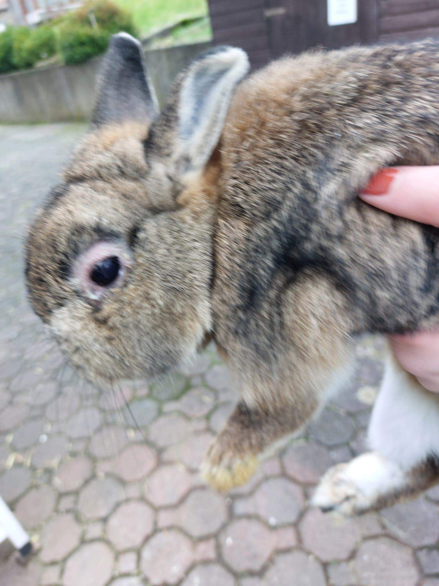 Was hat mein Hase? (Kaninchen, Tiermedizin, Zwergkaninchen)