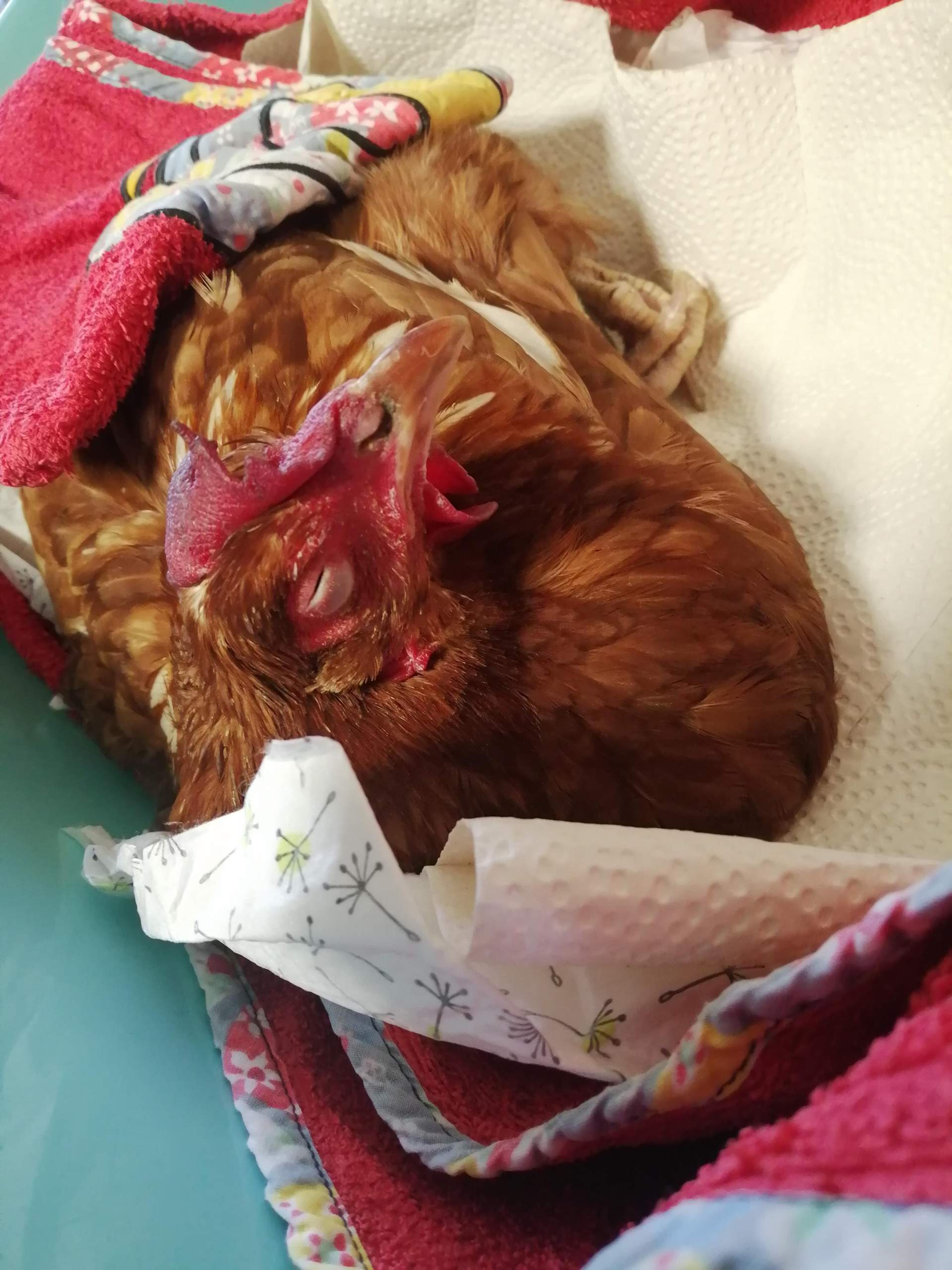 Was hat mein Huhn? (Henne)