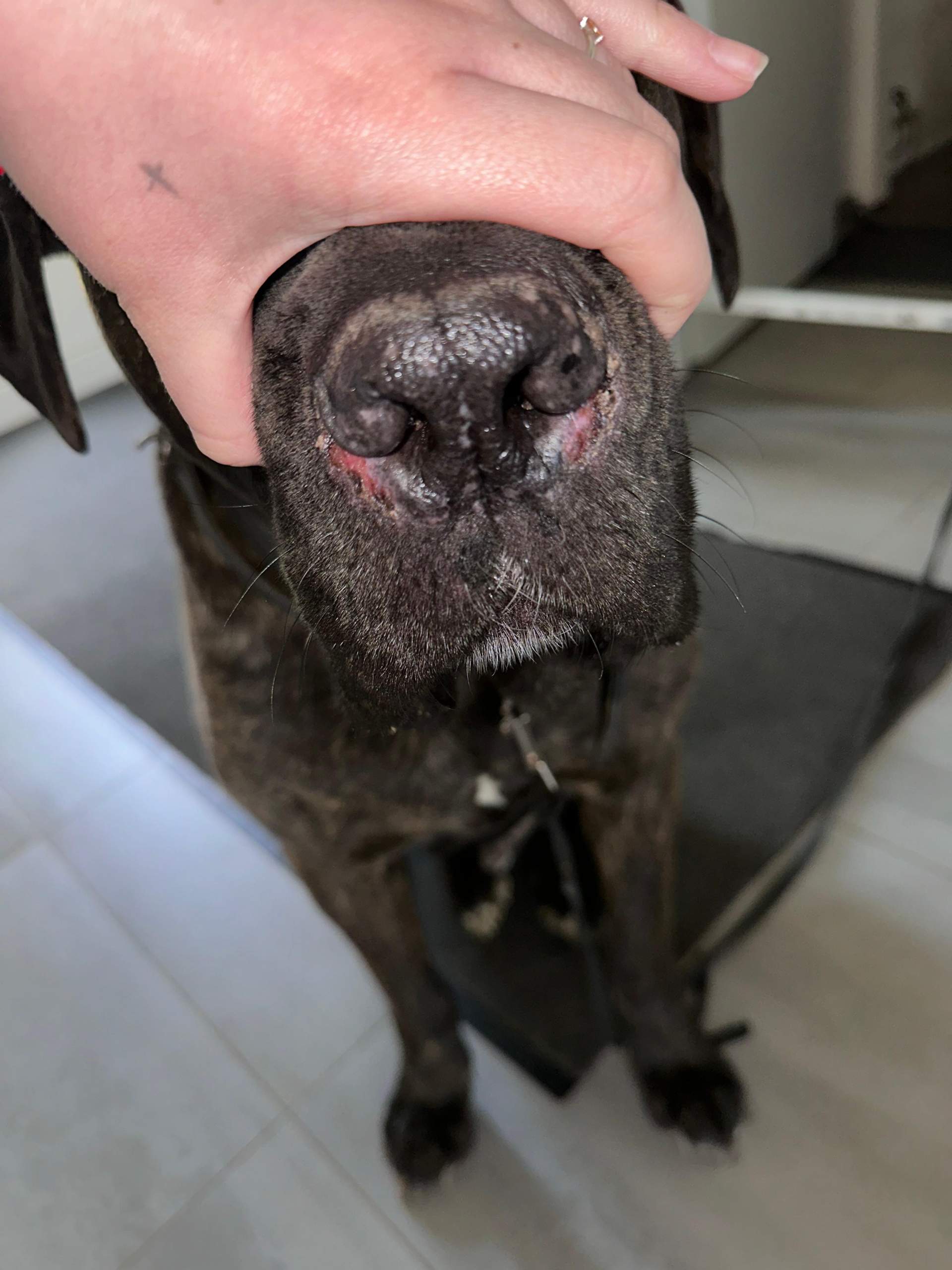 Was hat mein Hund an seiner Nase? (Gesundheit, Tiermedizin)