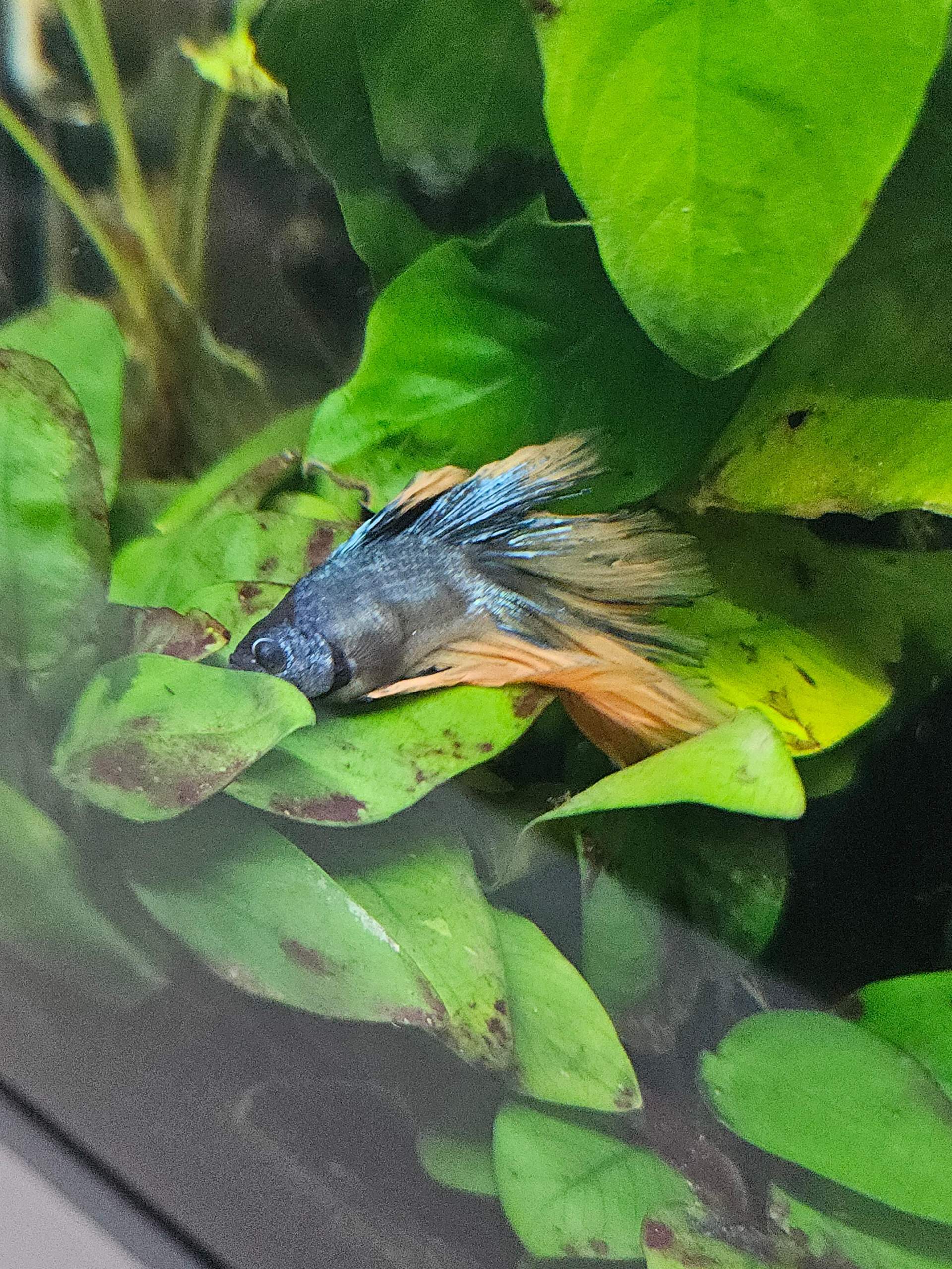 Was hat mein Kampffisch? (Aquarium, Aquariumfische, Süßwasseraquarium)