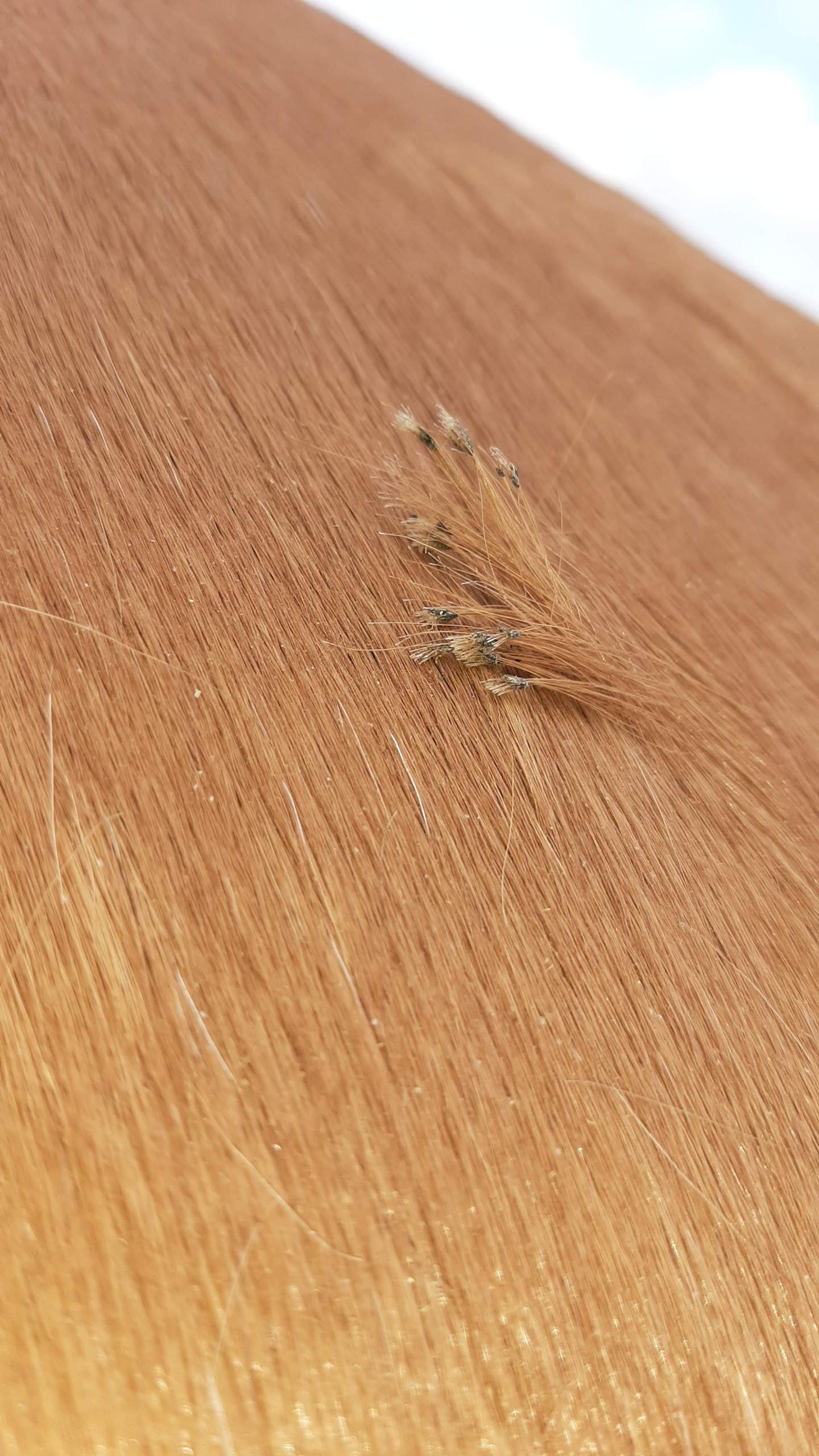 Was hat mein Pferd da am Fell? (Tierarzt, Pony, Tiermedizin)