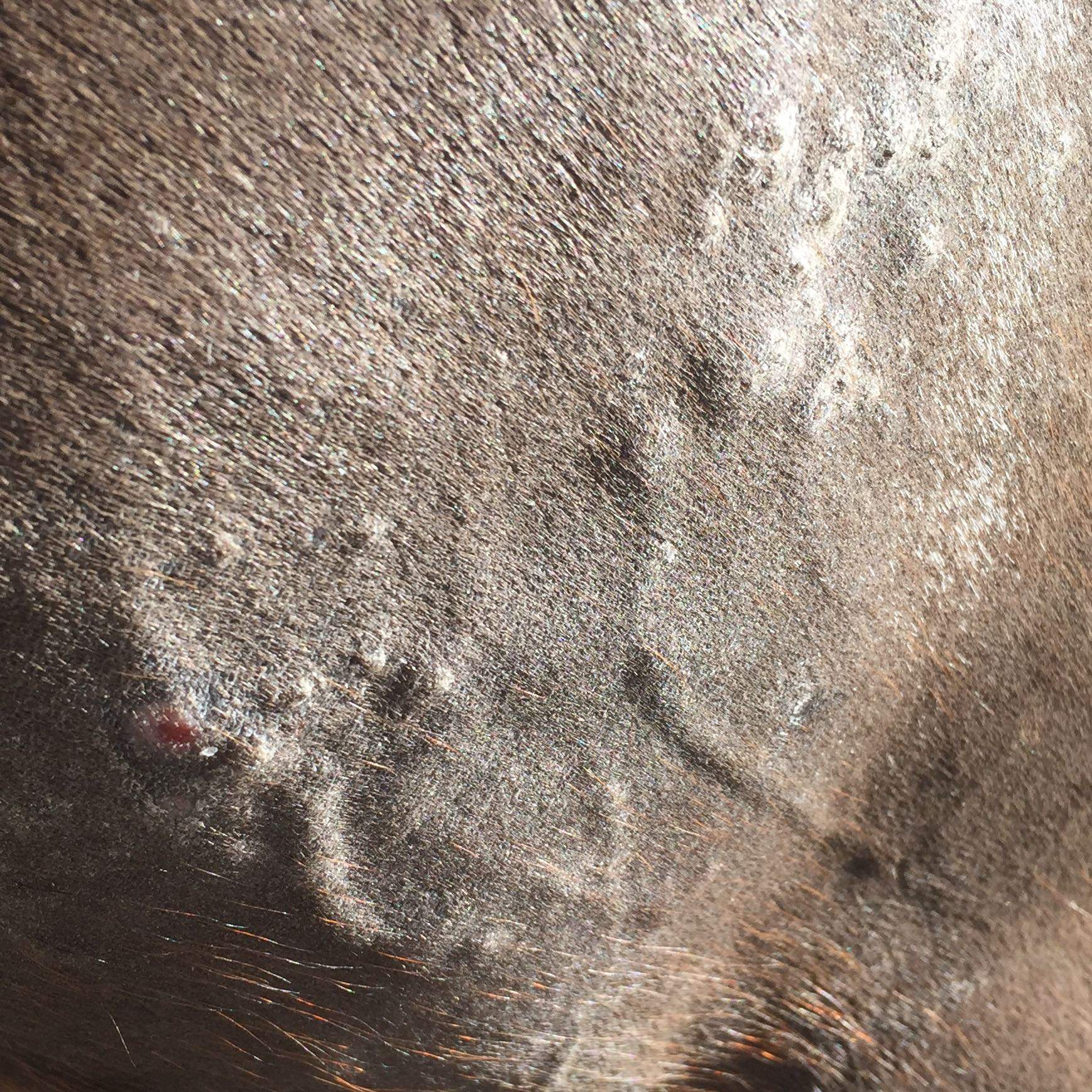 Was hat mein Pferd? Haut, milben, schuppen? (Tiere, Tierarzt)