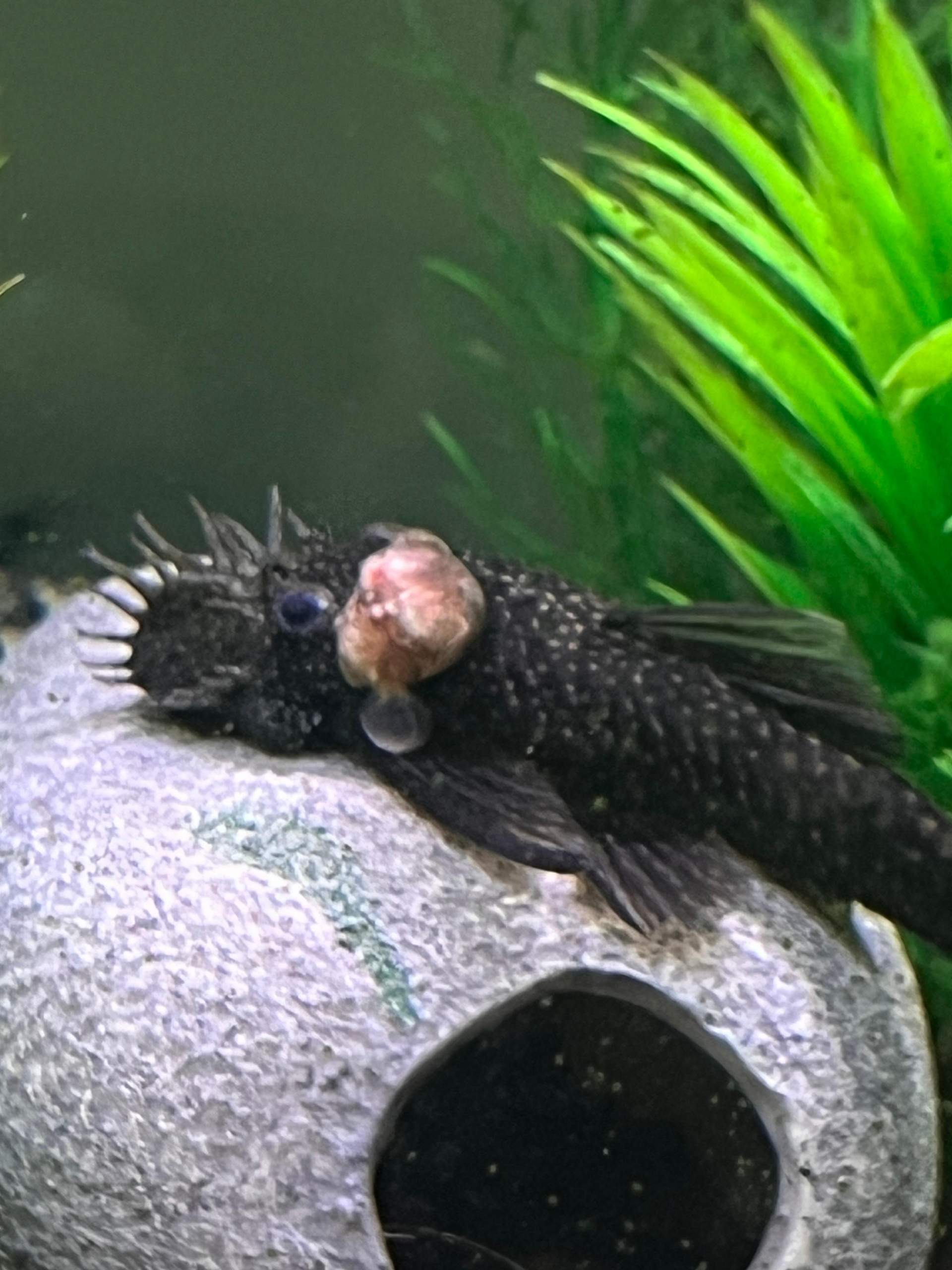 was hat mein wels!?!?!? (Krankheit, Wasser, Aquarium)