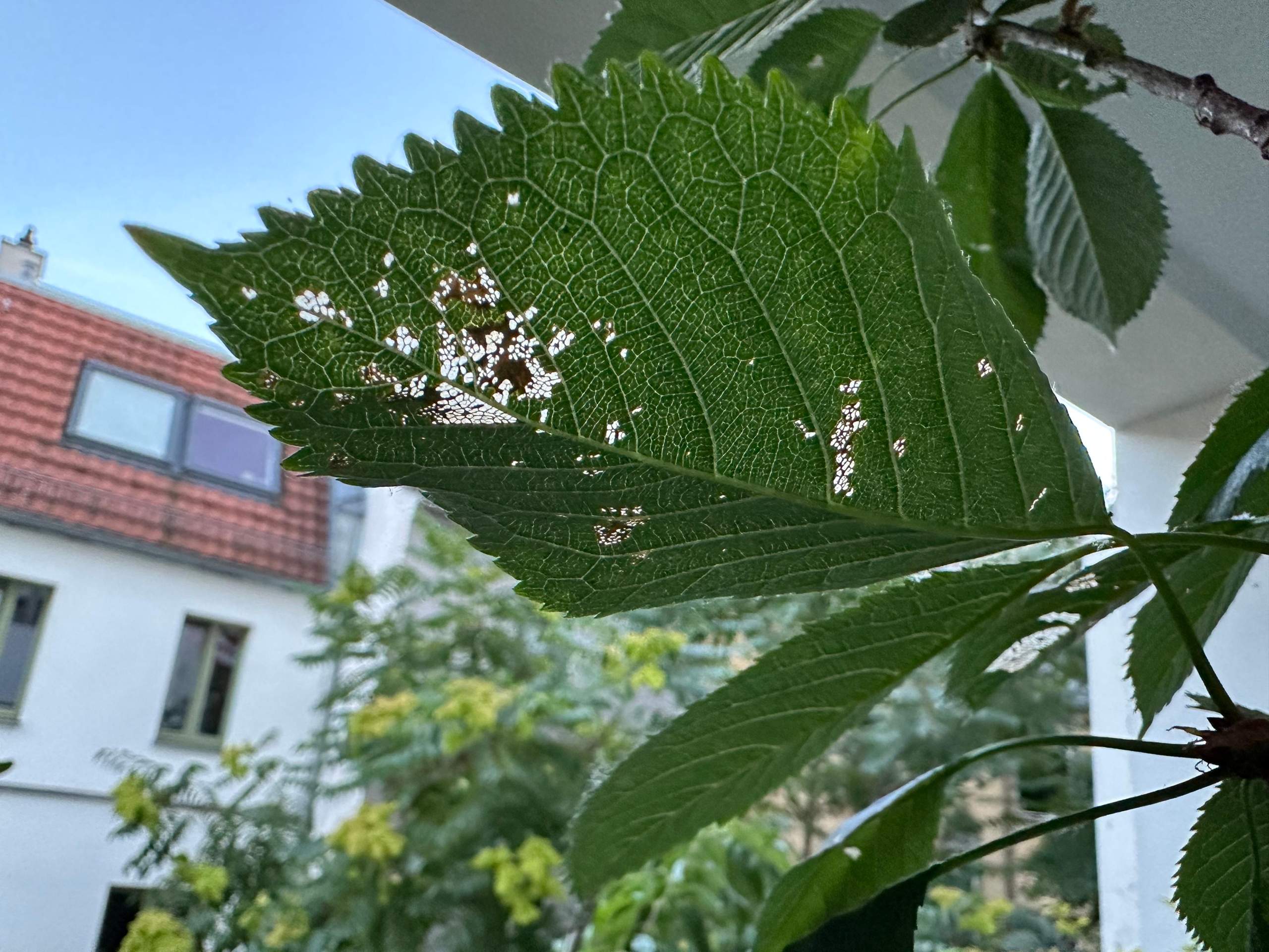 Was hat nur mein armer Kirschbaum? (Schädlinge, Pflanzenkrankheit ...