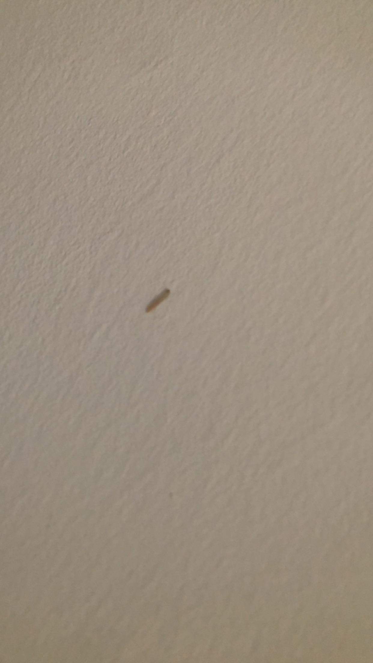 Langer Dunner Wurm An Der Wand