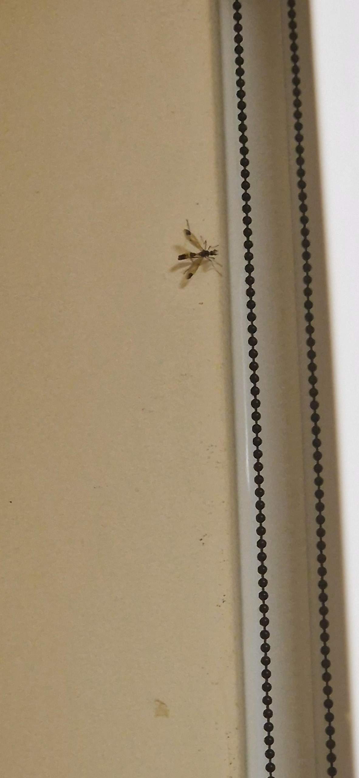 Was ist das? (Insekten, Parasiten, Insektenbiss)