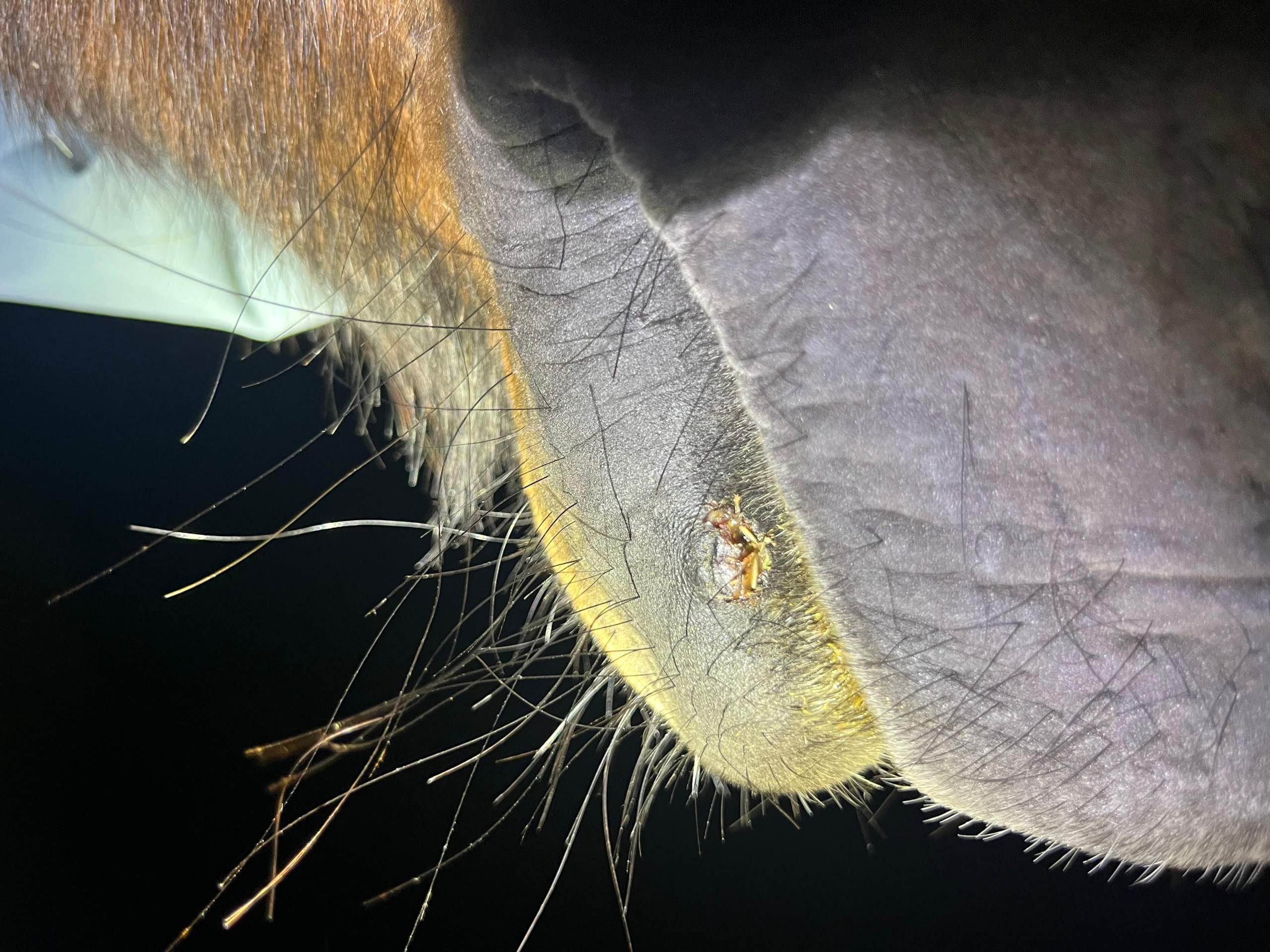 Was ist das an der Lippe von meinem Pferd? (Wunde, eitrig)
