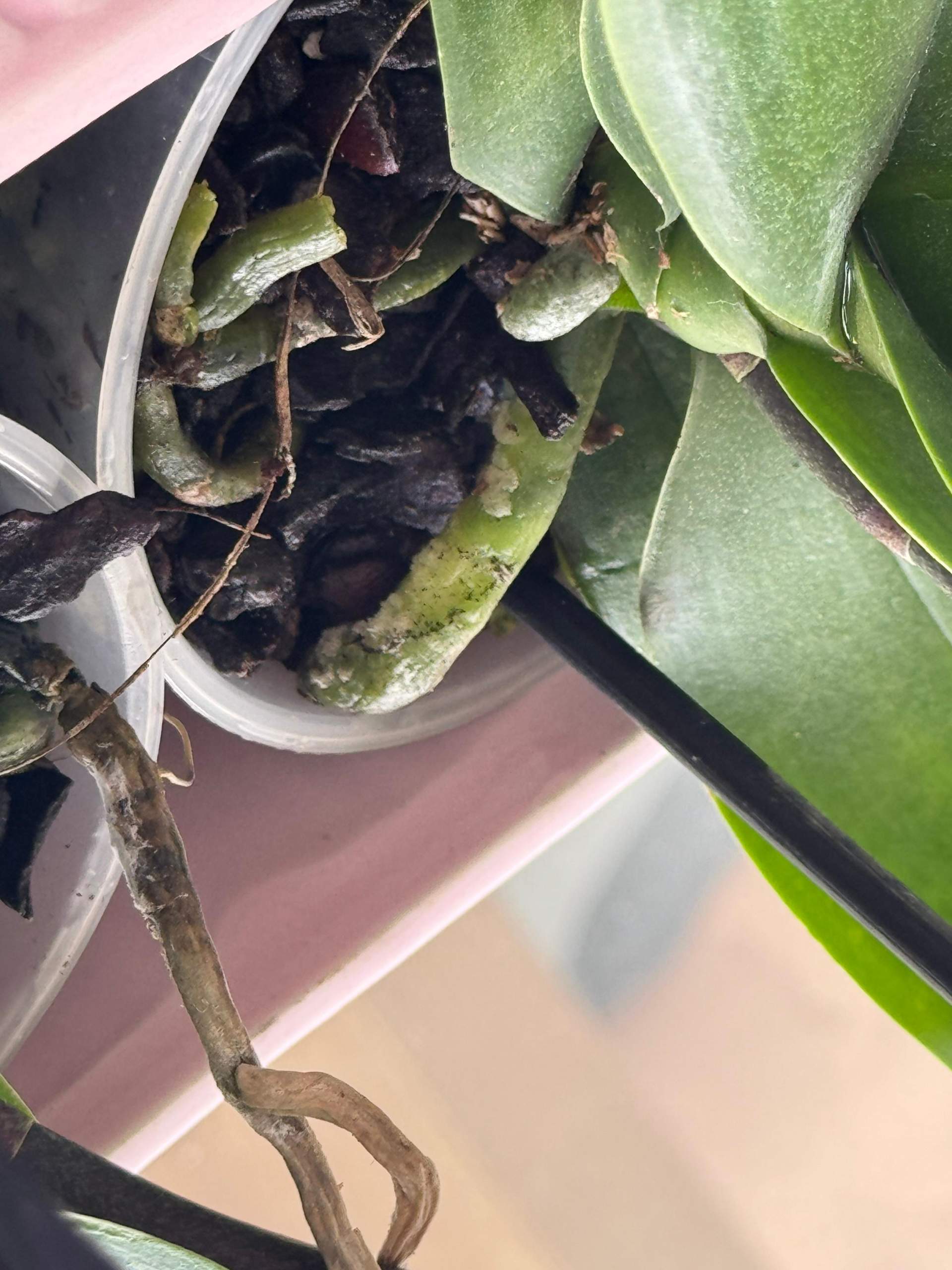 Schdlinge Auf Orchideen